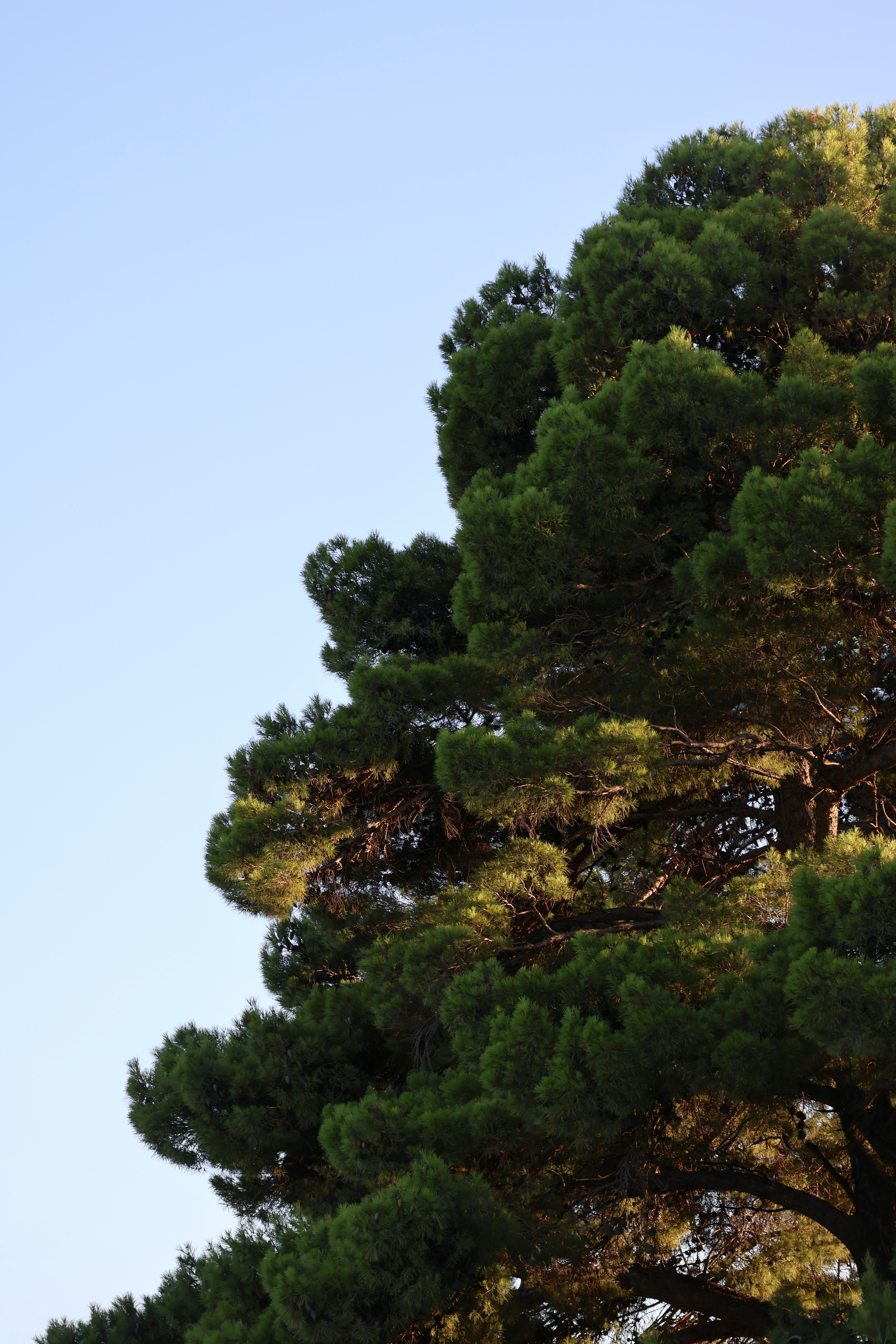 Evergreen Crest Against a Quiet Sky