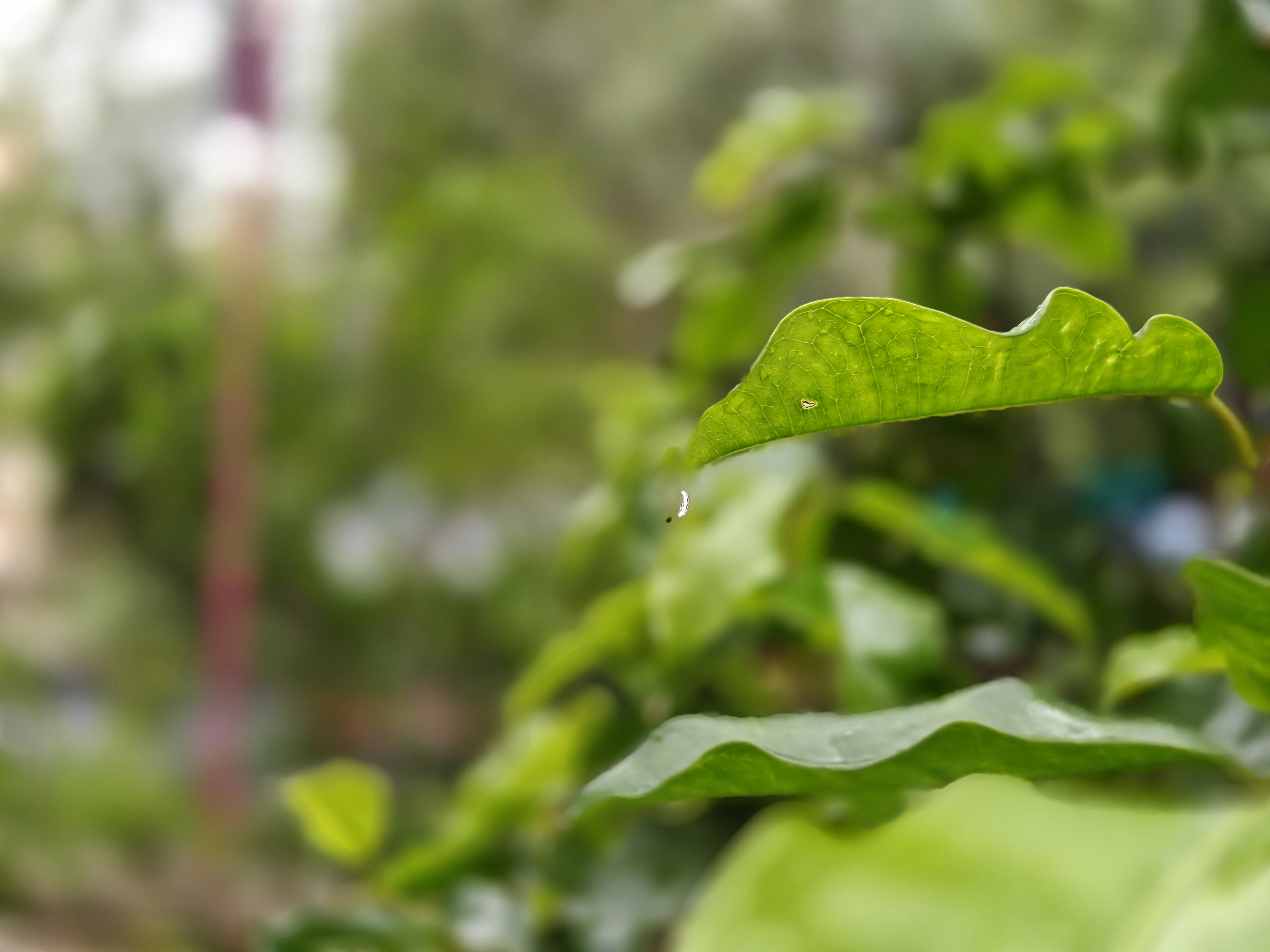 Dew on a Leaf: Quiet Macro Moment in a Green Patch