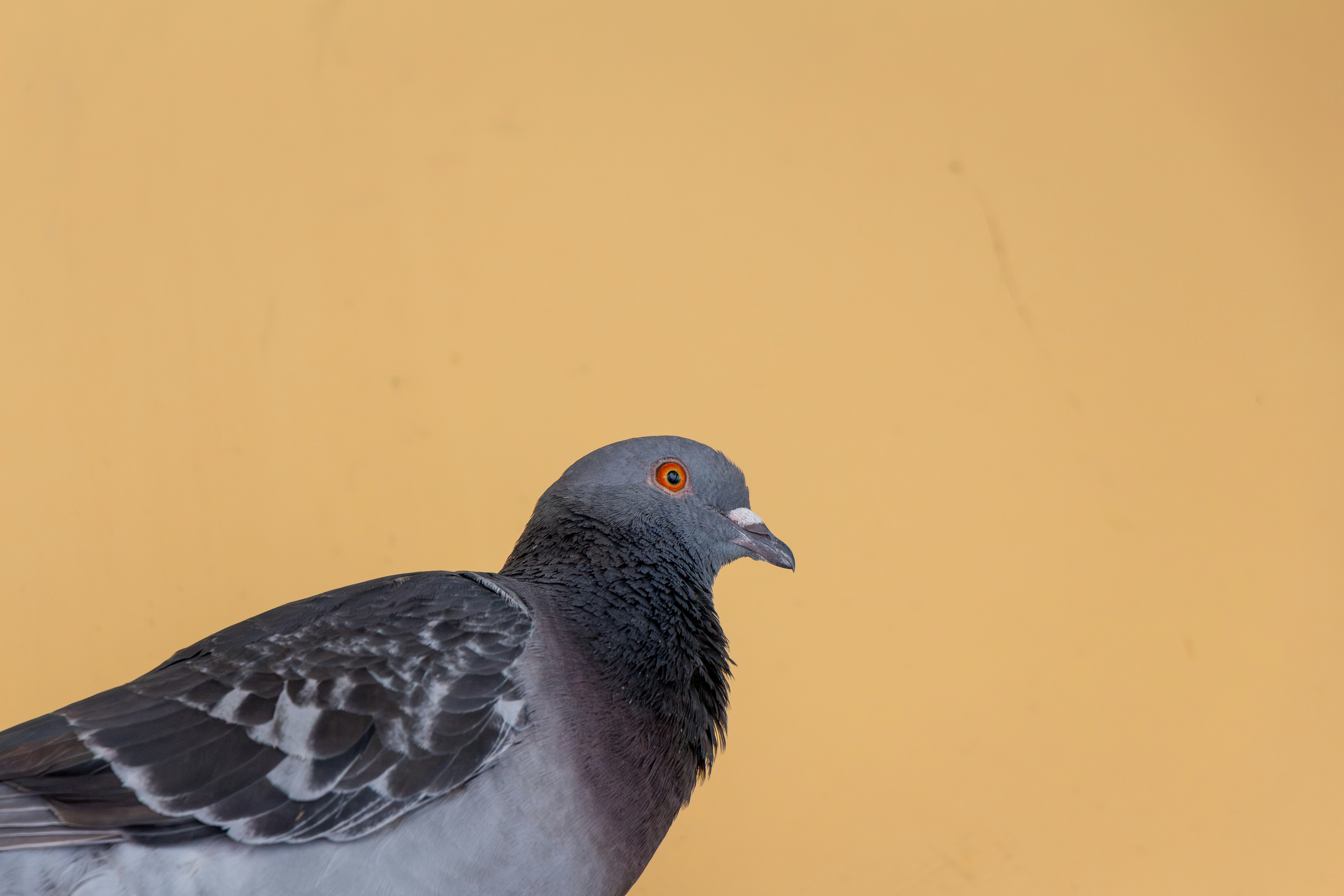 Low-angled portrait of a pigeon against a warm backdrop