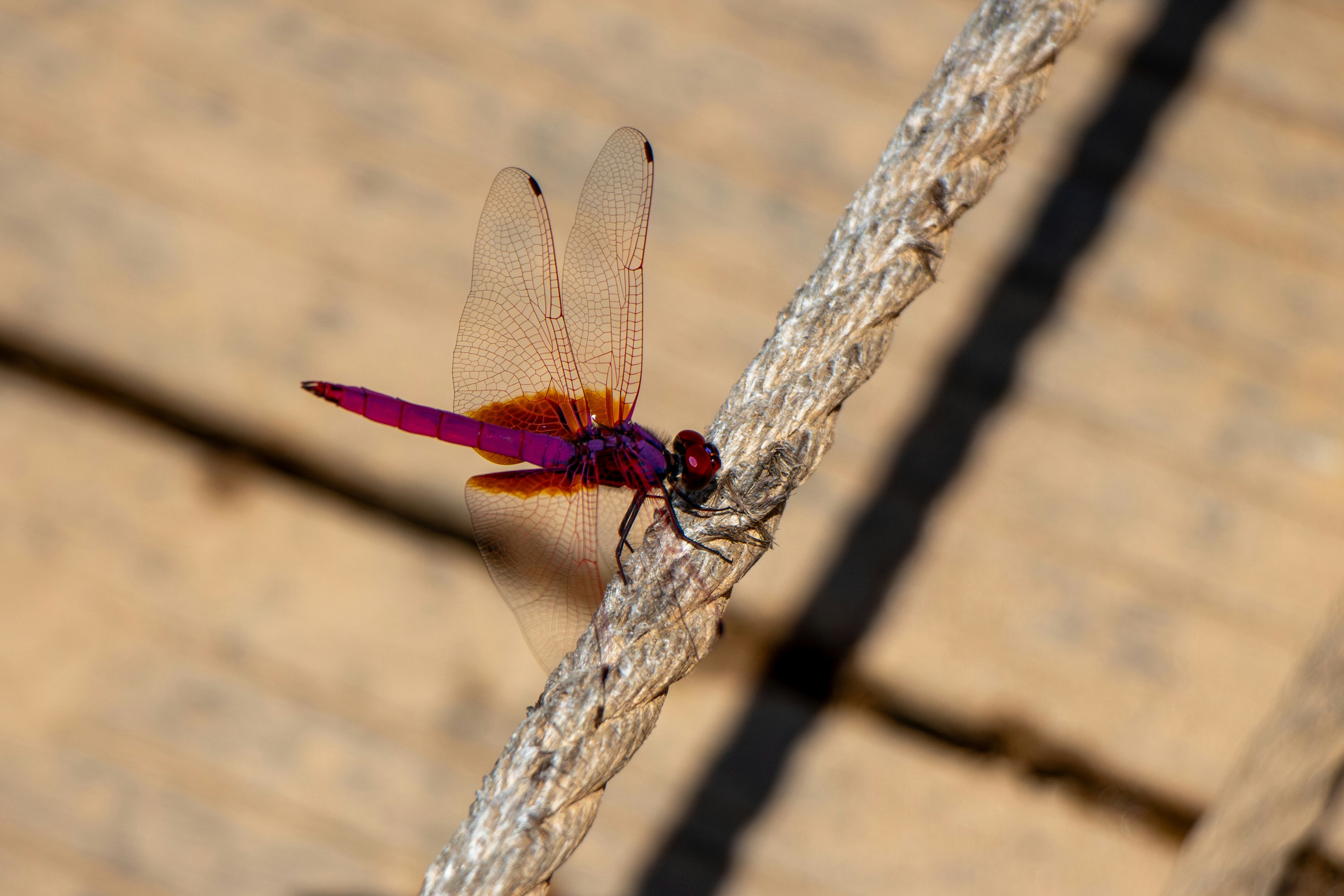 Crimson Dragonfly on Aged Rope: A Moment of Scarlet Flight