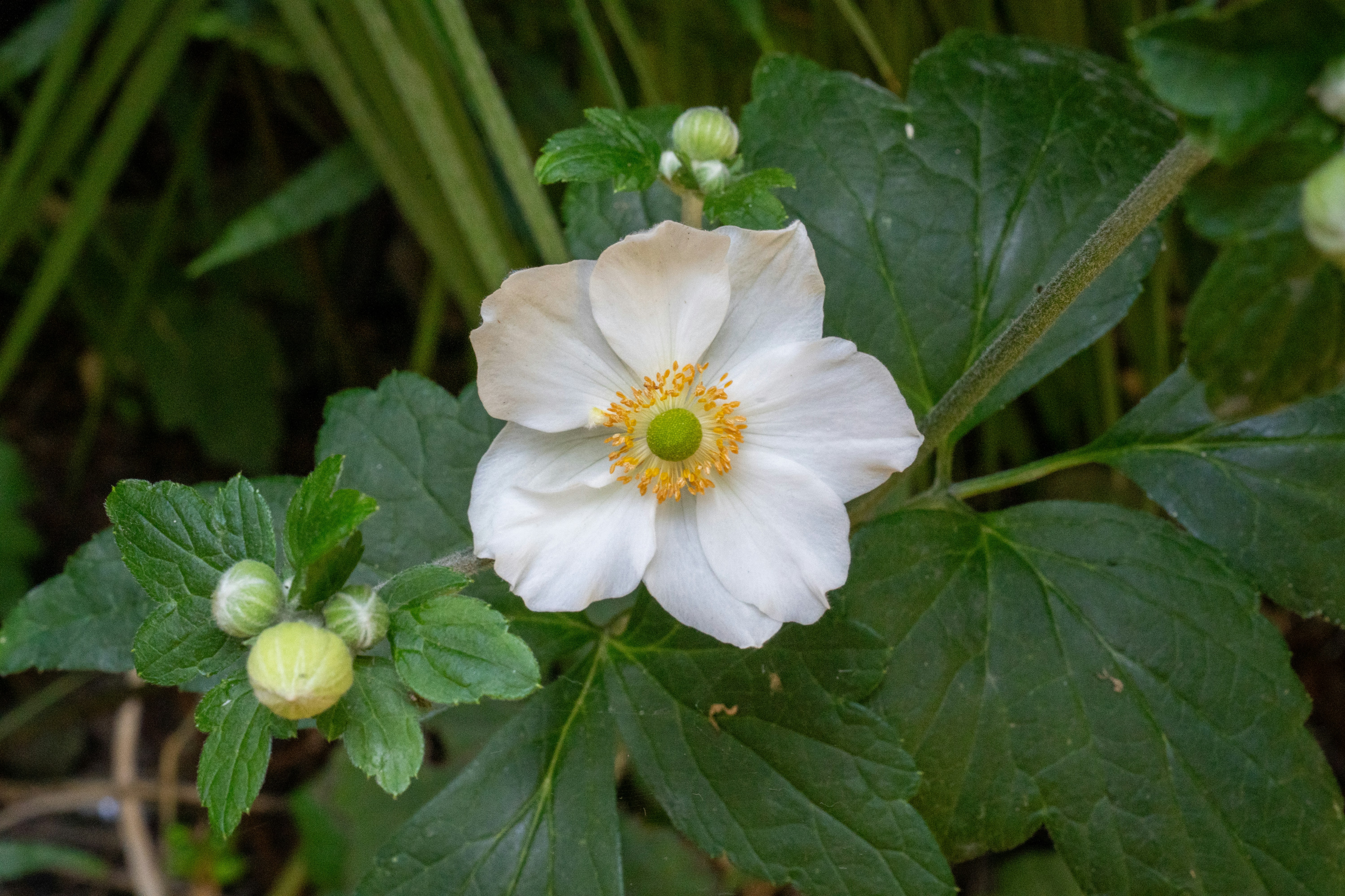 White blossom with jointed buds amid glossy green leaves