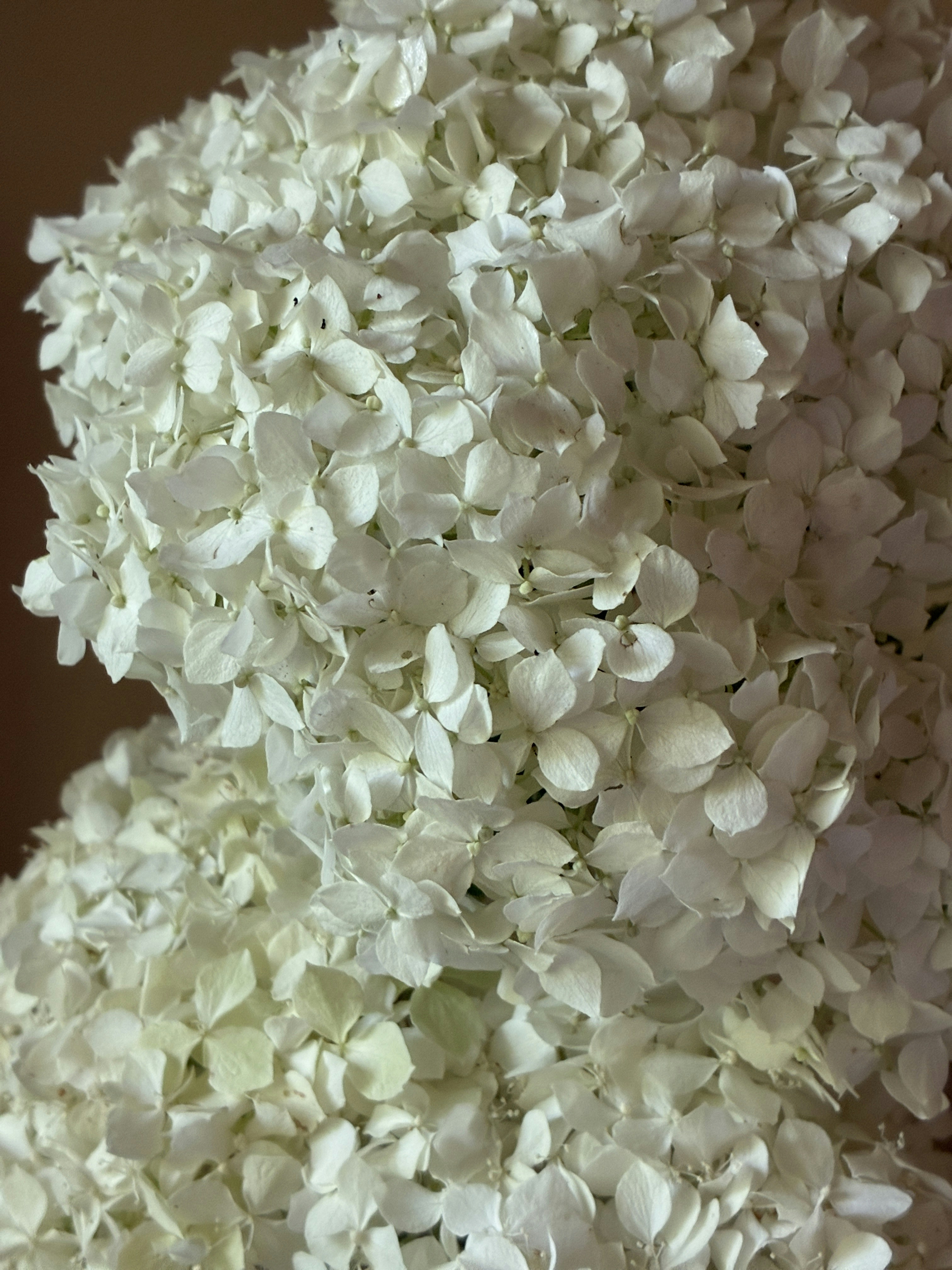 White Hydrangea Cascade: Close-up of Powdery Petals