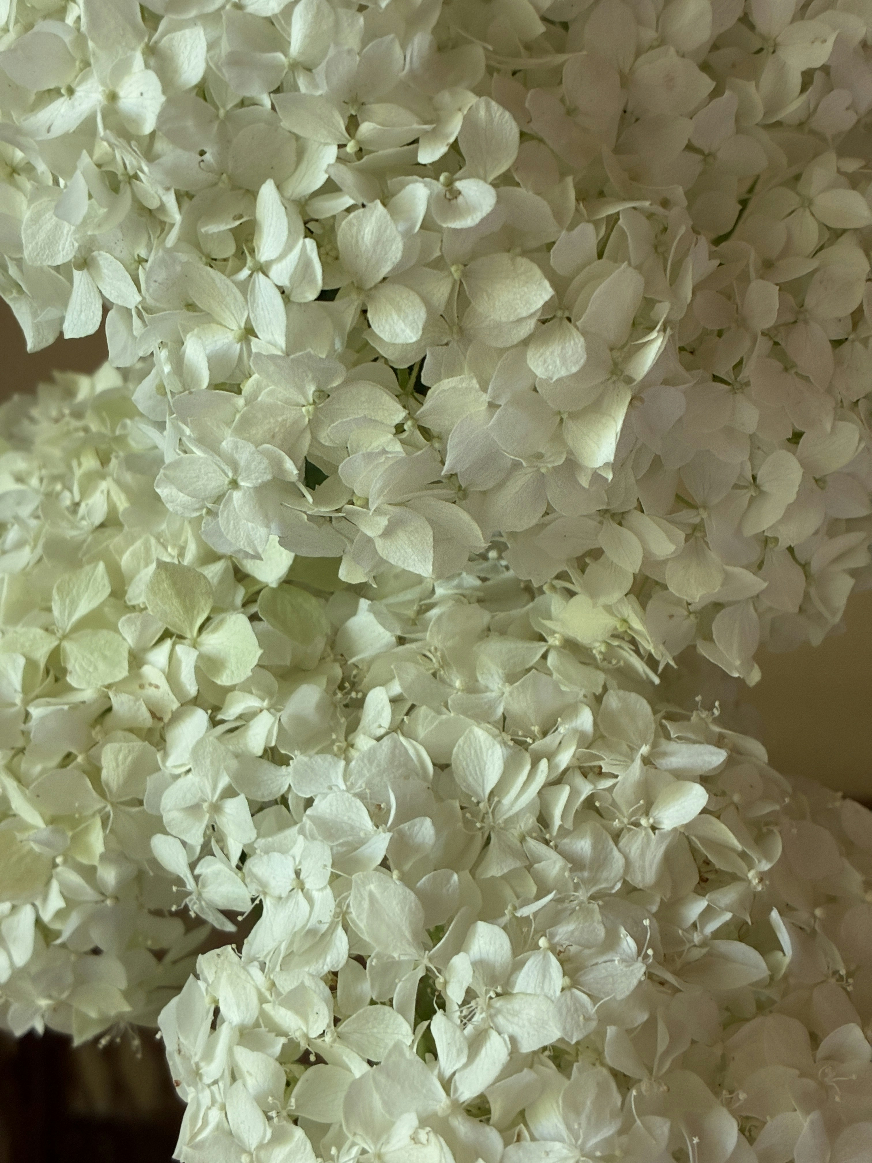 Ivy-white Hydrangea Cascade in Soft Indoor Light
