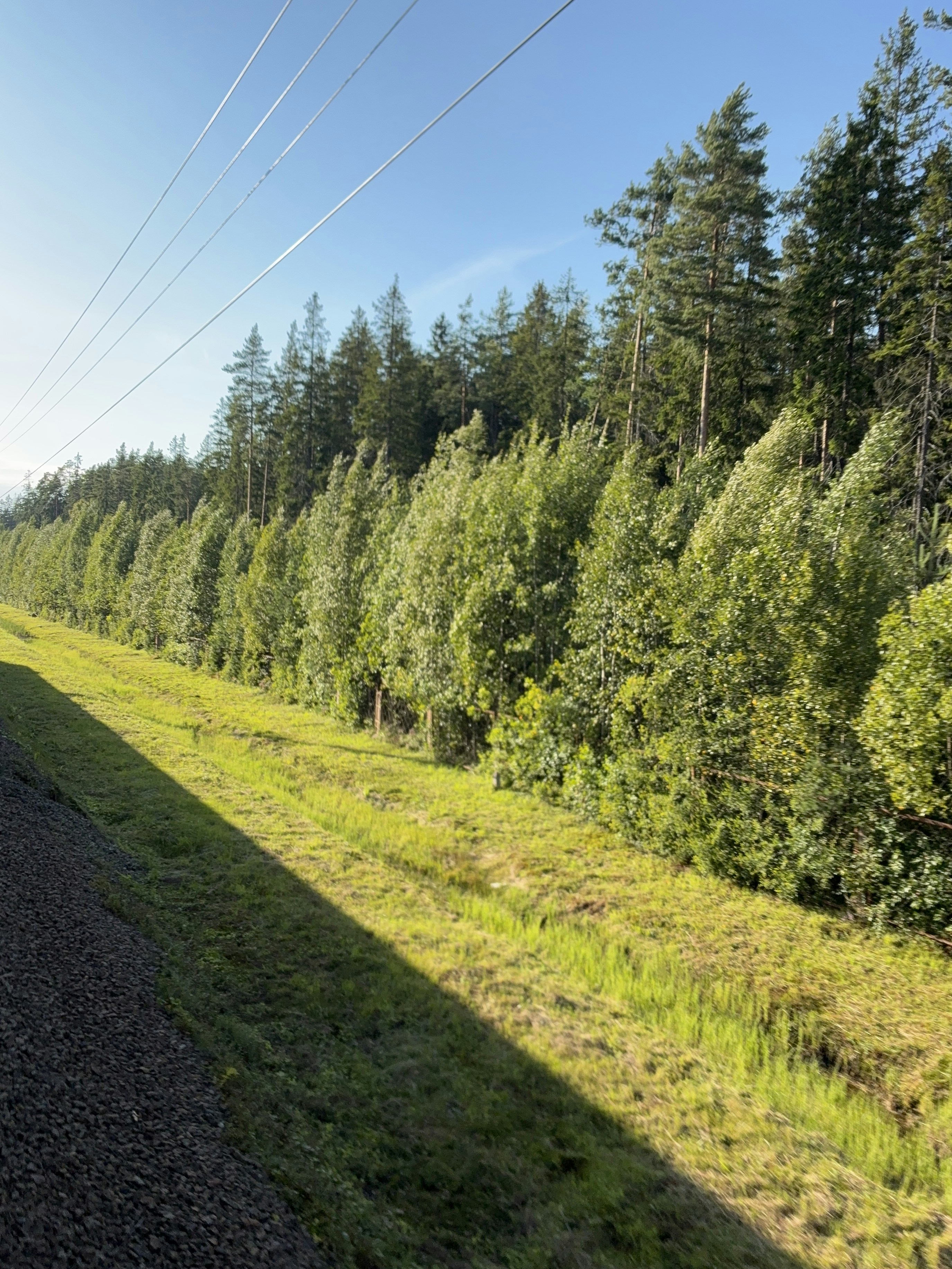 Sunlit Row of trees beside a shadowed embankment