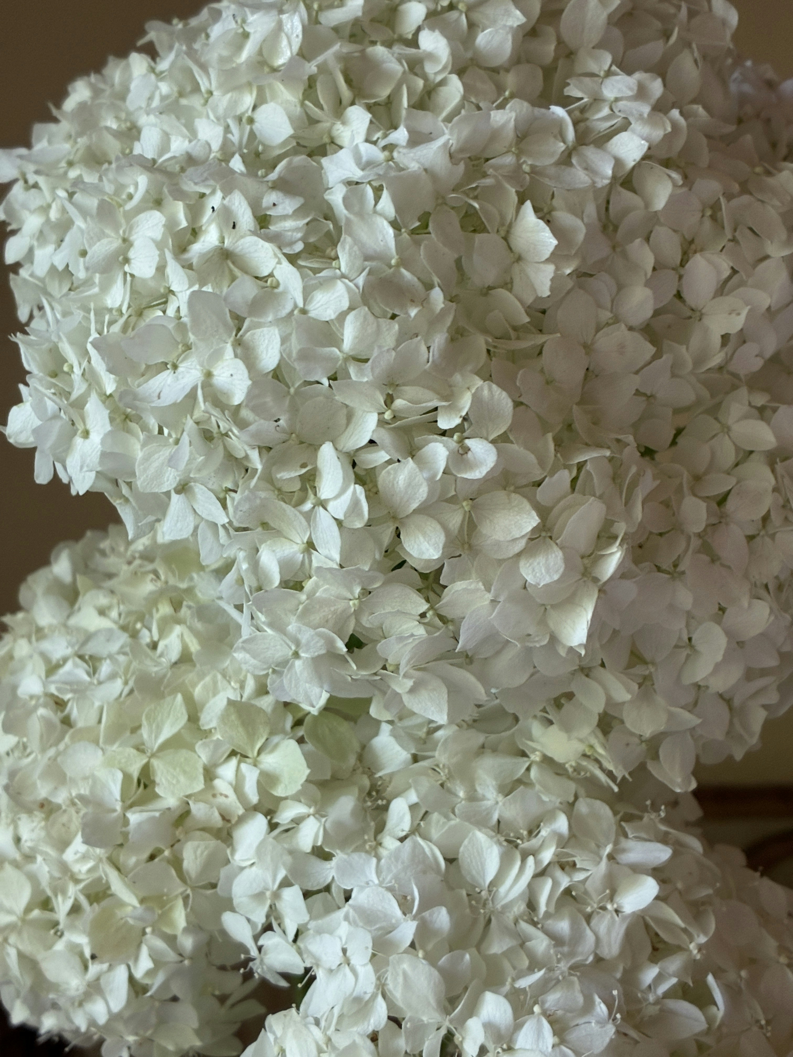 White Hydrangea Cloudscape: A Close-Up of Petal Puffs