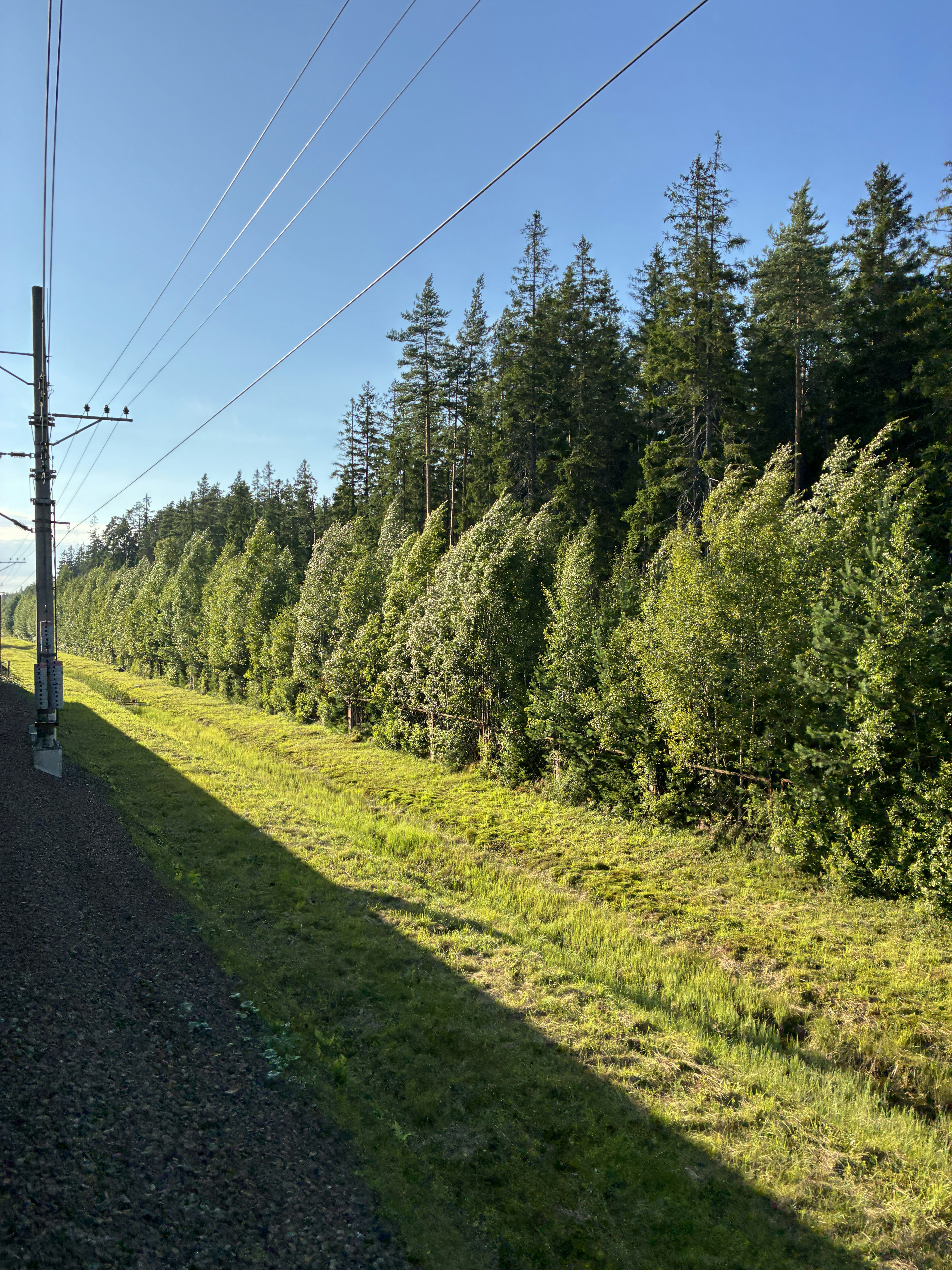 Rural Railside: Sunlit Orchard Row beside Power Lines
