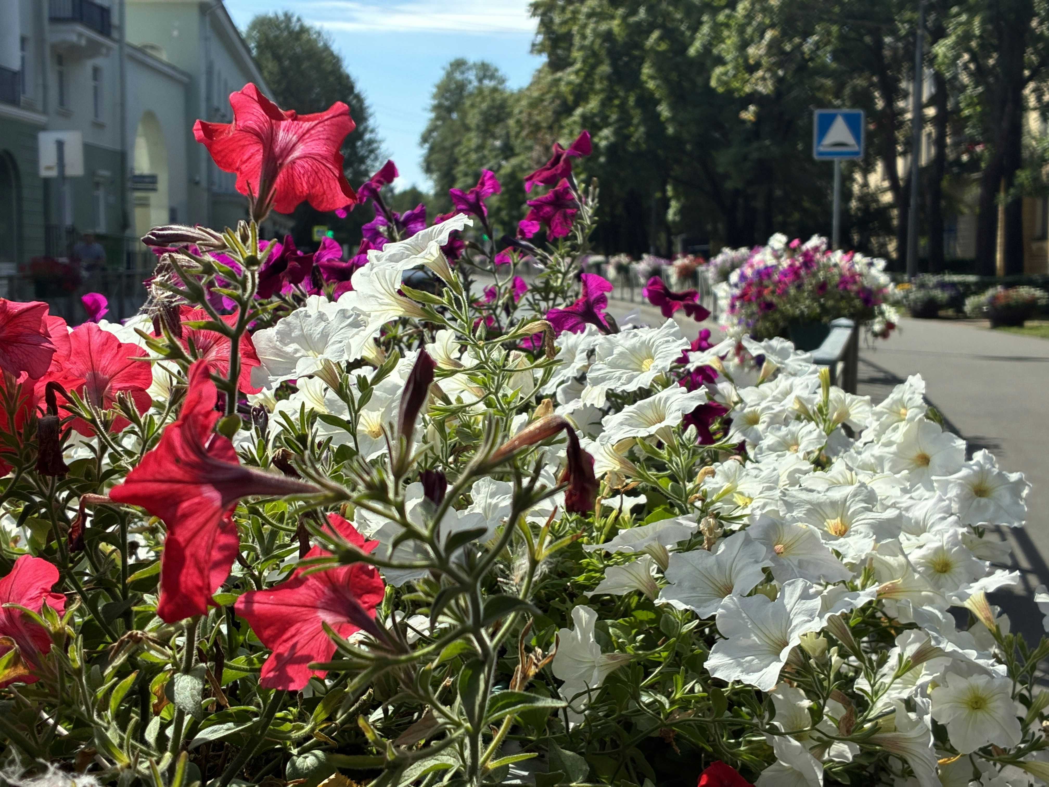Petaled Pulse: A vibrant streetside bed in full bloom