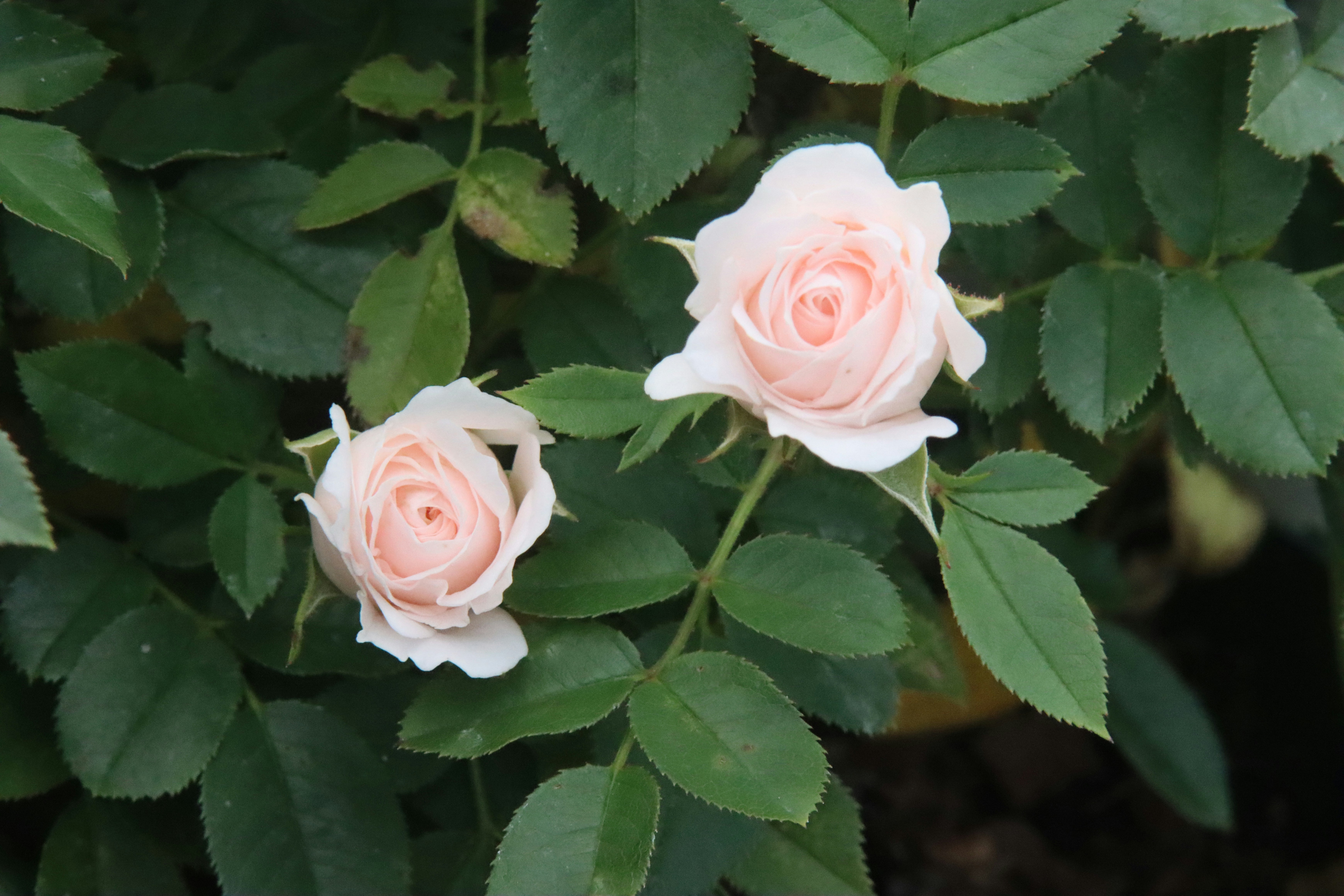 Two pale pink roses rest among glossy green leaves, forming the focal point. A close-up shot emphasizes delicate petals and natural textures in a garden setting.