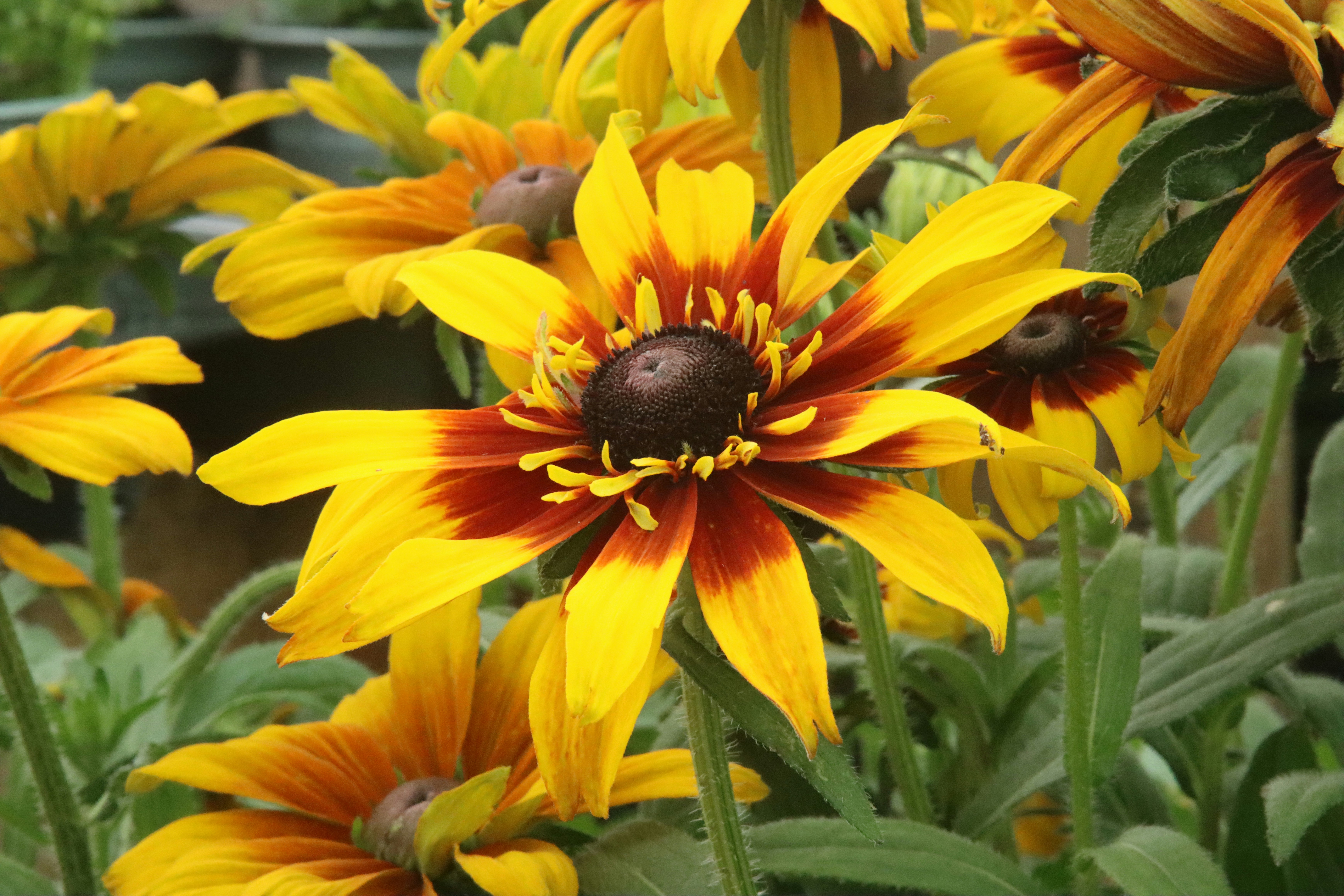 Sunlit Core: A Burst of Golden-Red Black-Eyed Susans
