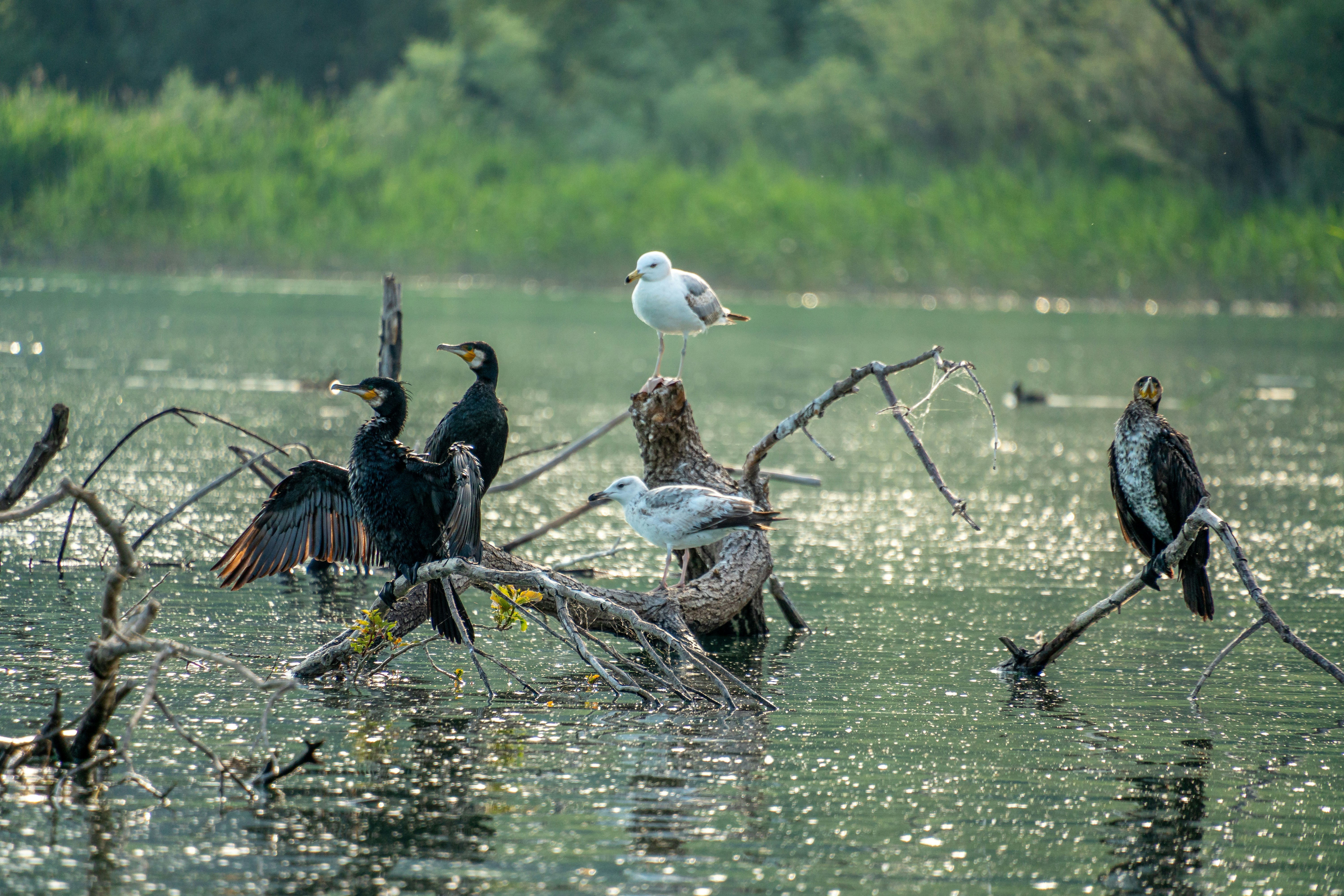 A Highland Gathering: Seabirds Perched on Driftwood in Quiet Tide