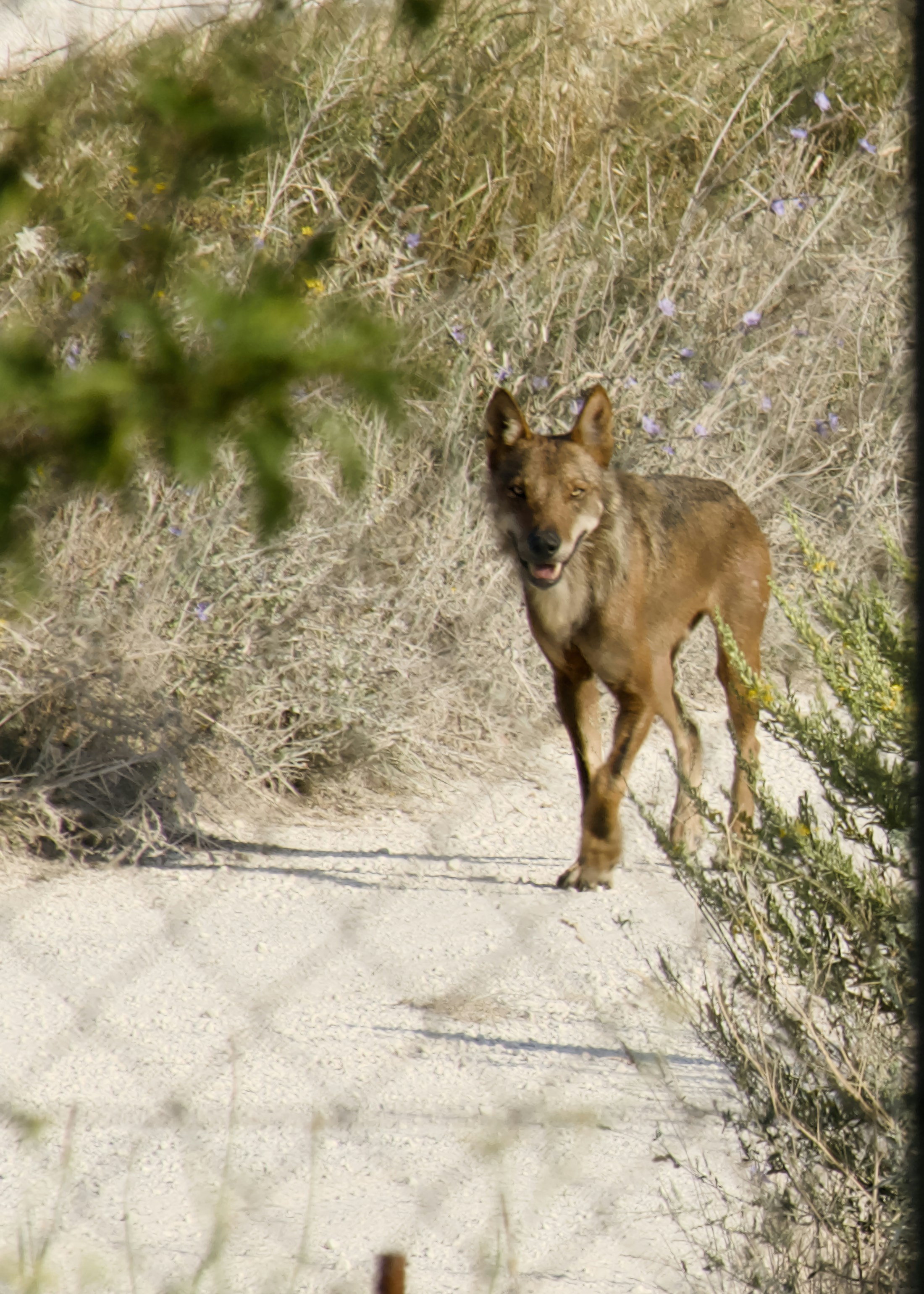 Desert Tracker: A wary brown canine steps into the sunlit path