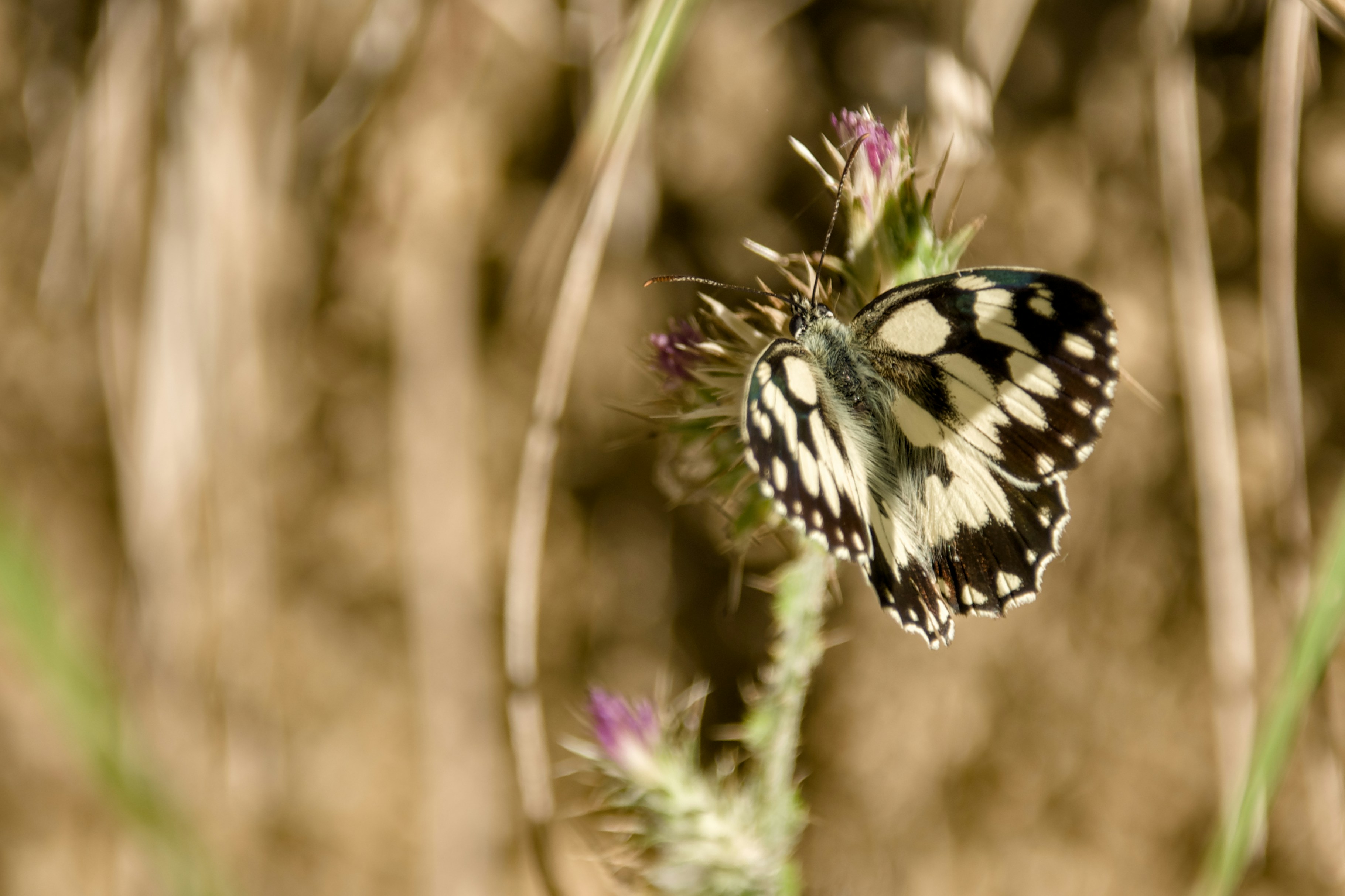 Close-up of a Cabbage White Butterfly Resting on a Wildflower