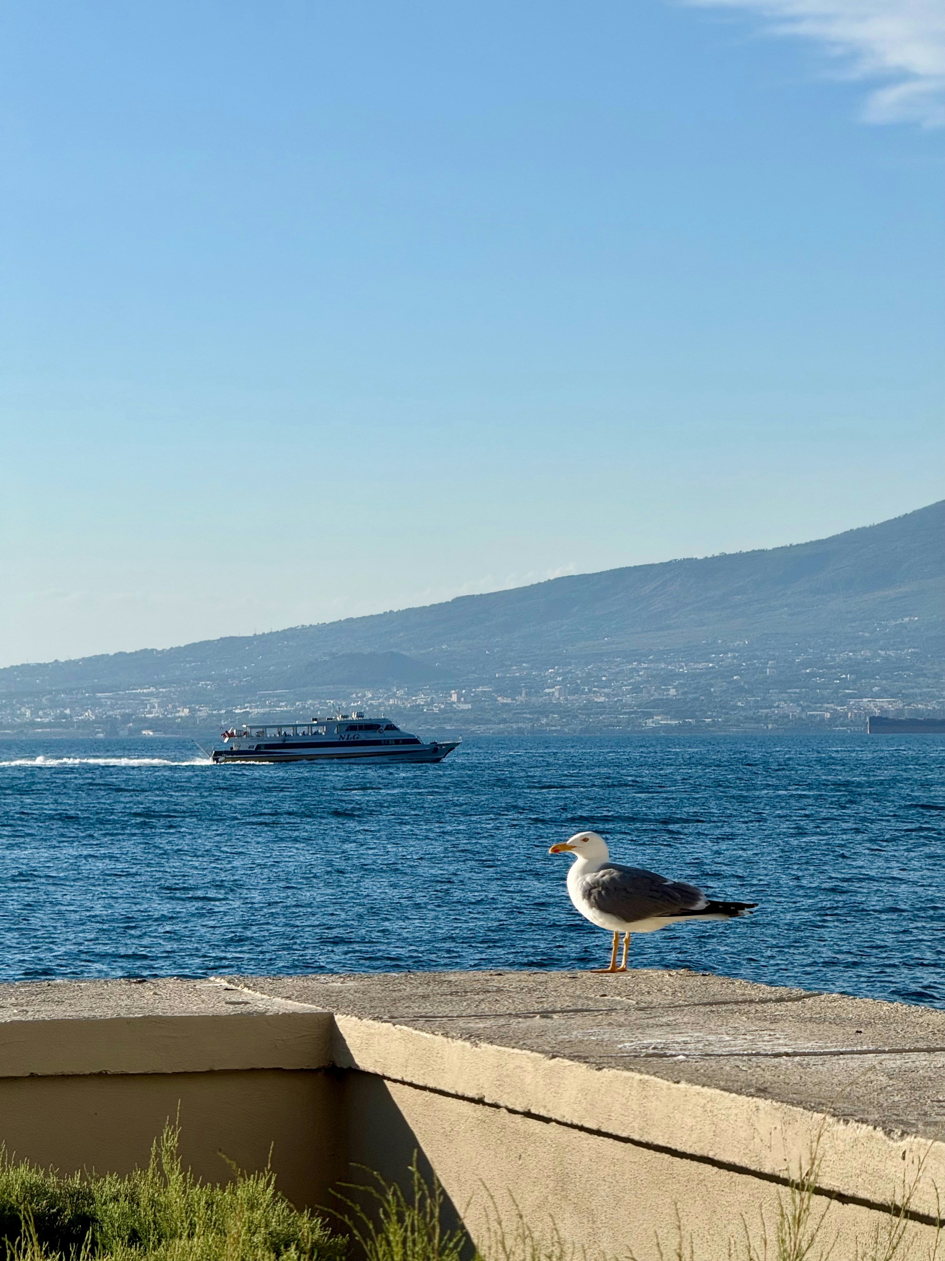 Seagull at the Edge: A Coastal Moment with a Ferry in the Distance