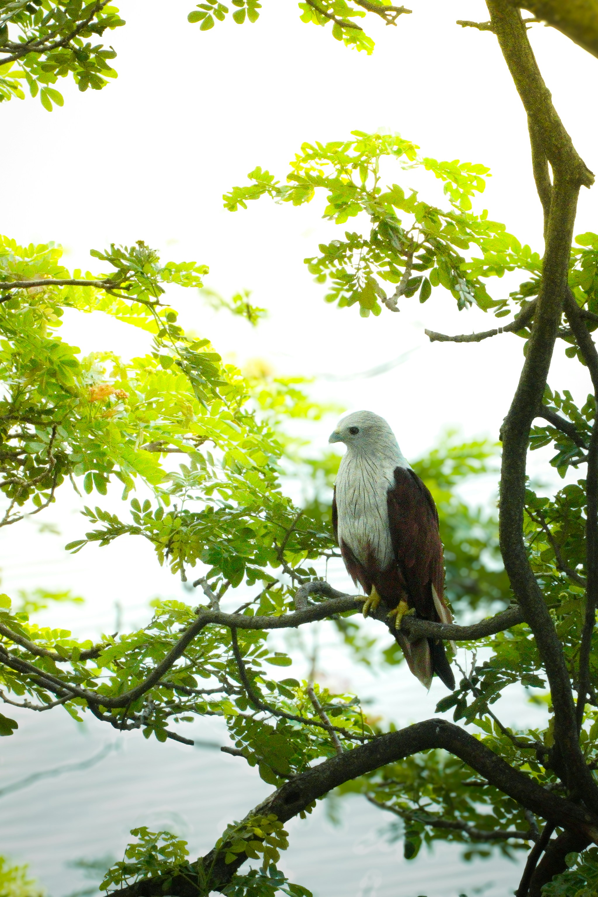 Branchicted Guardian: A White-headed Bird Perched Amid Fresh Green Canopy
