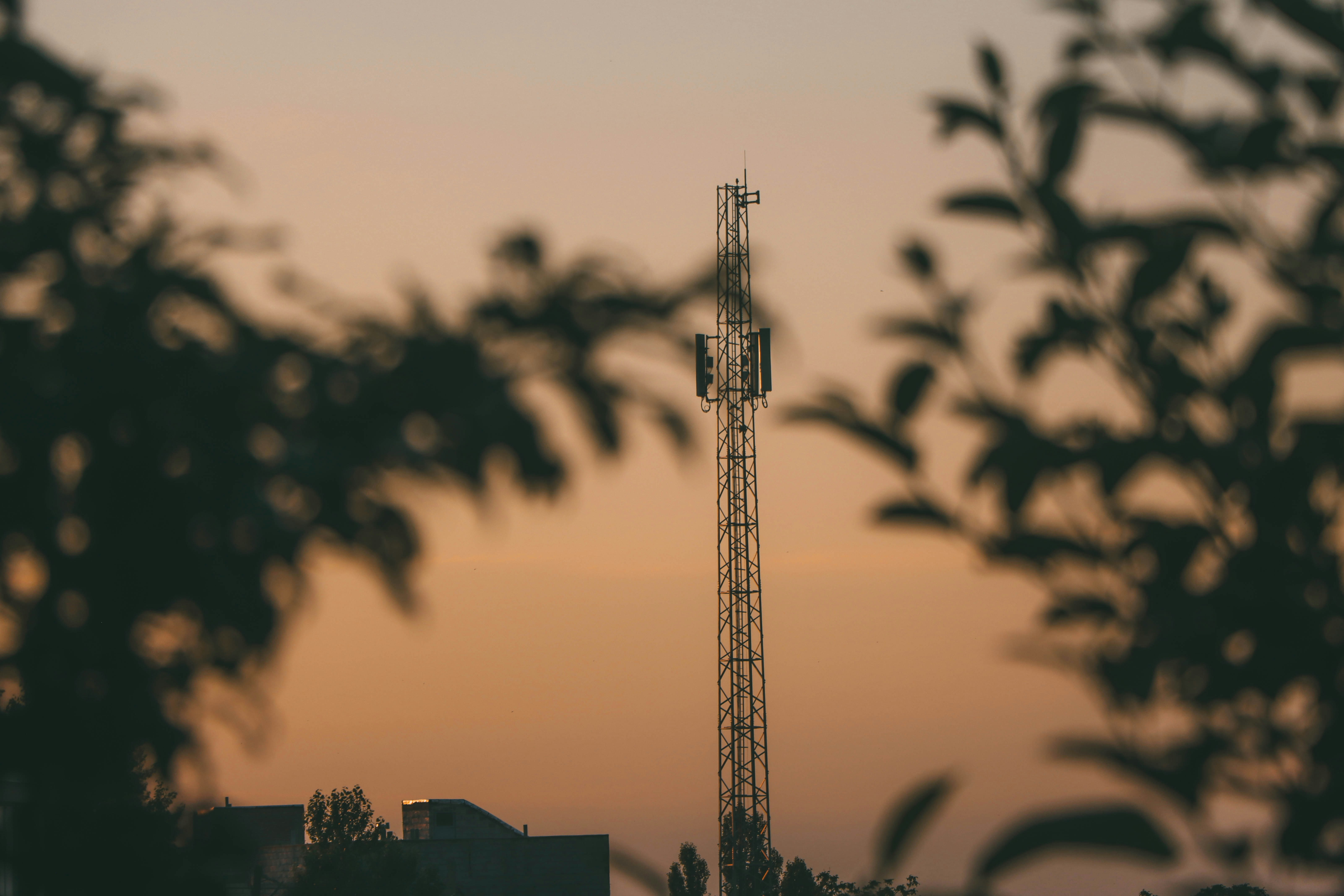 Evening Signal: A Tower Framed by Silent Foliage