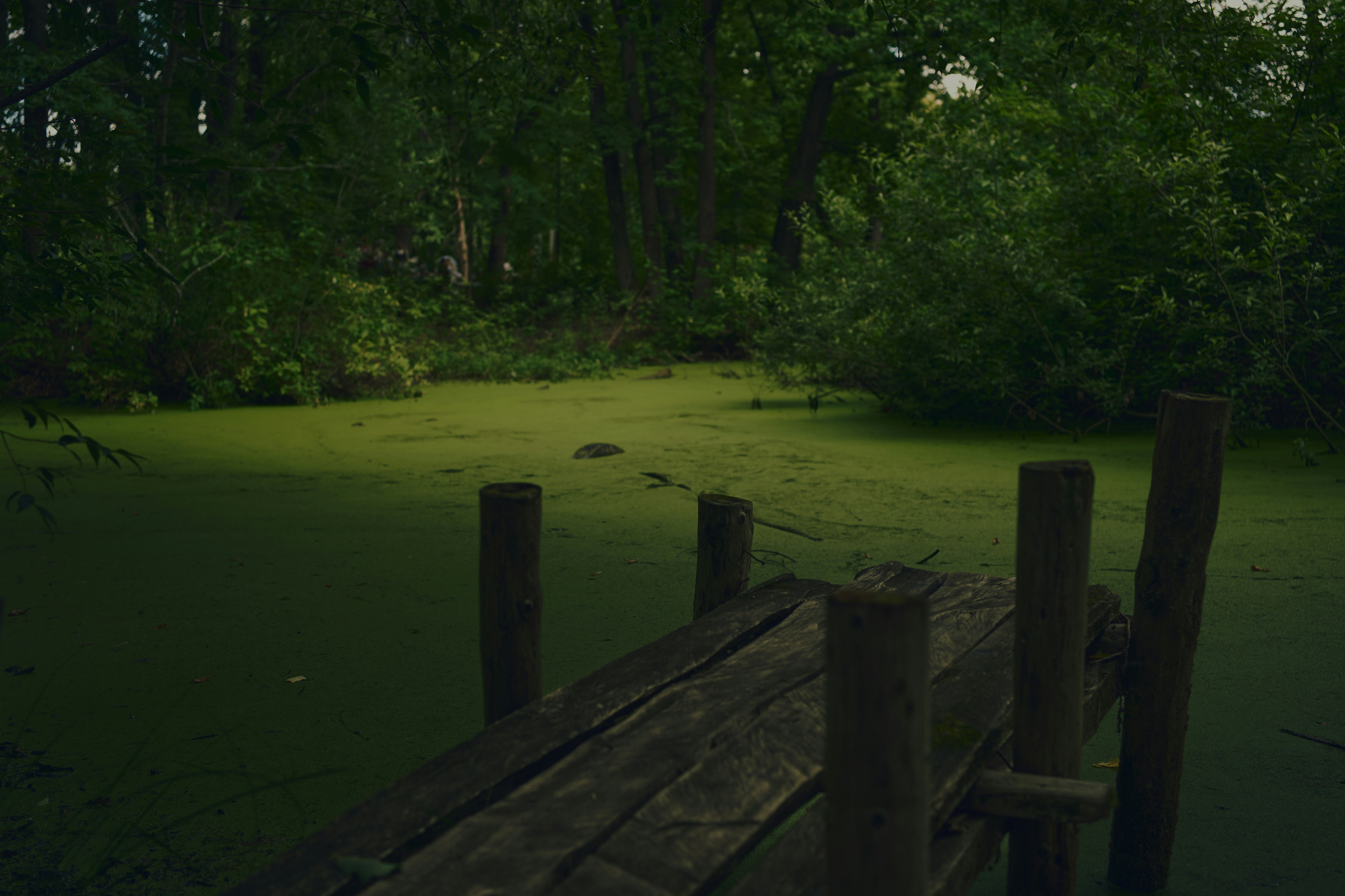 Weathered Dock Reaching into a Quiet, Algae-Covered Pond