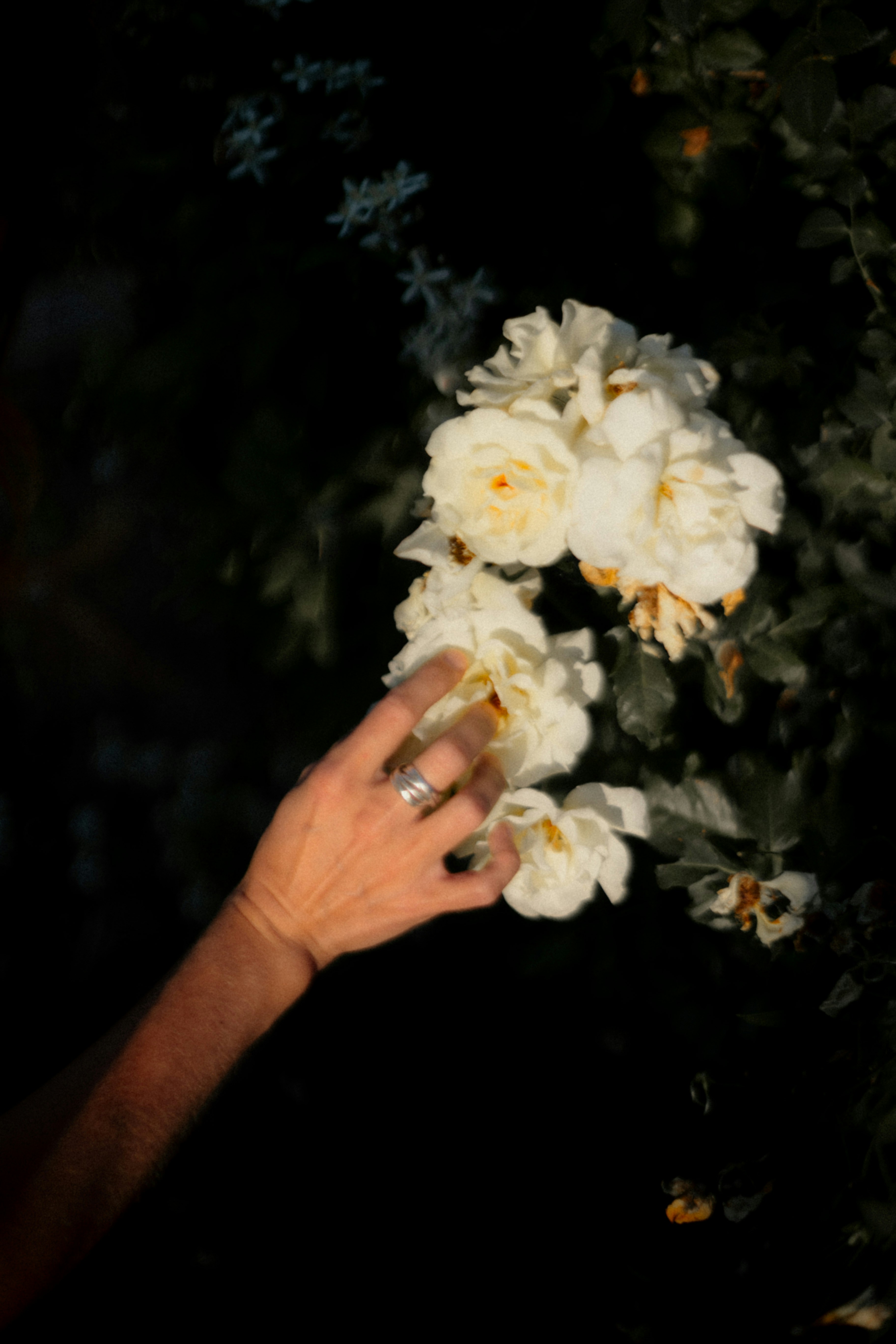 White roses on dark night with a raised hand