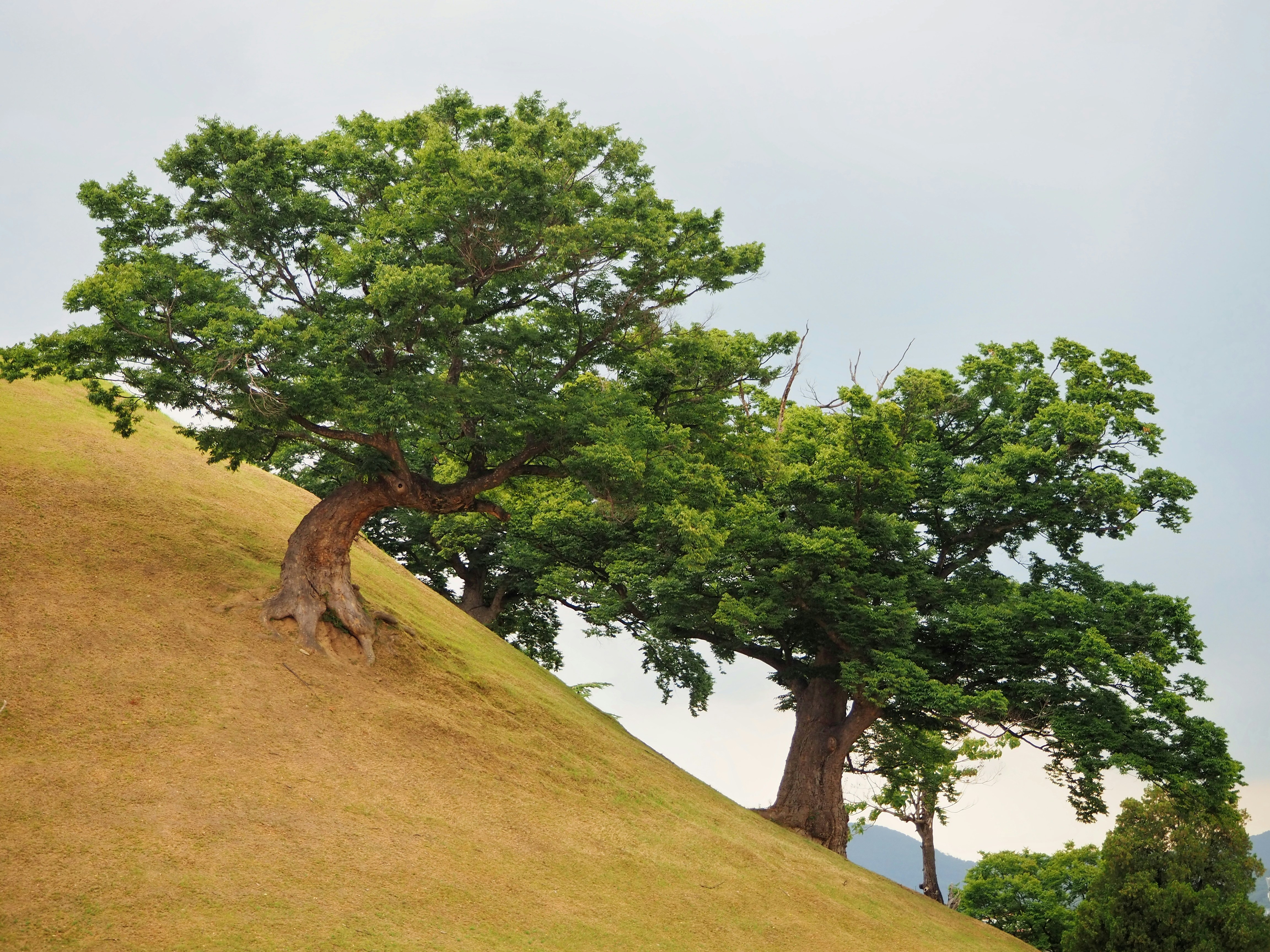 Two sturdy trees rising from a sunlit grassy hillside with a pale blue sky, conveying a tranquil landscape scene.