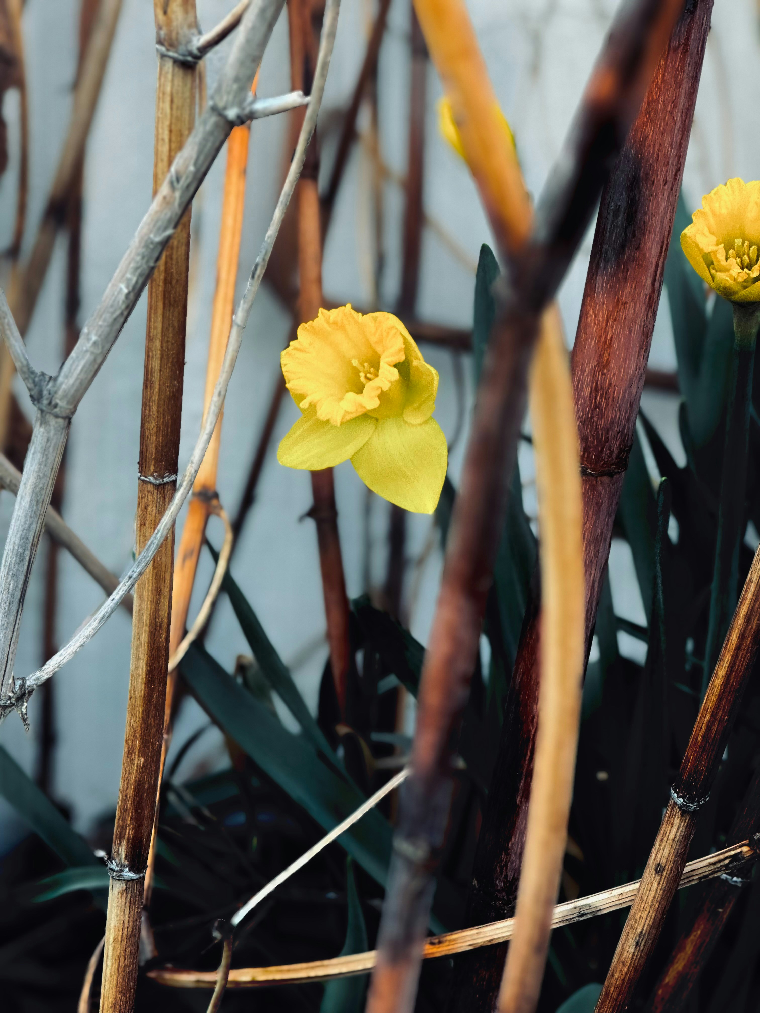 Yellow blossom framed by charcoal stems in a tangled garden overture