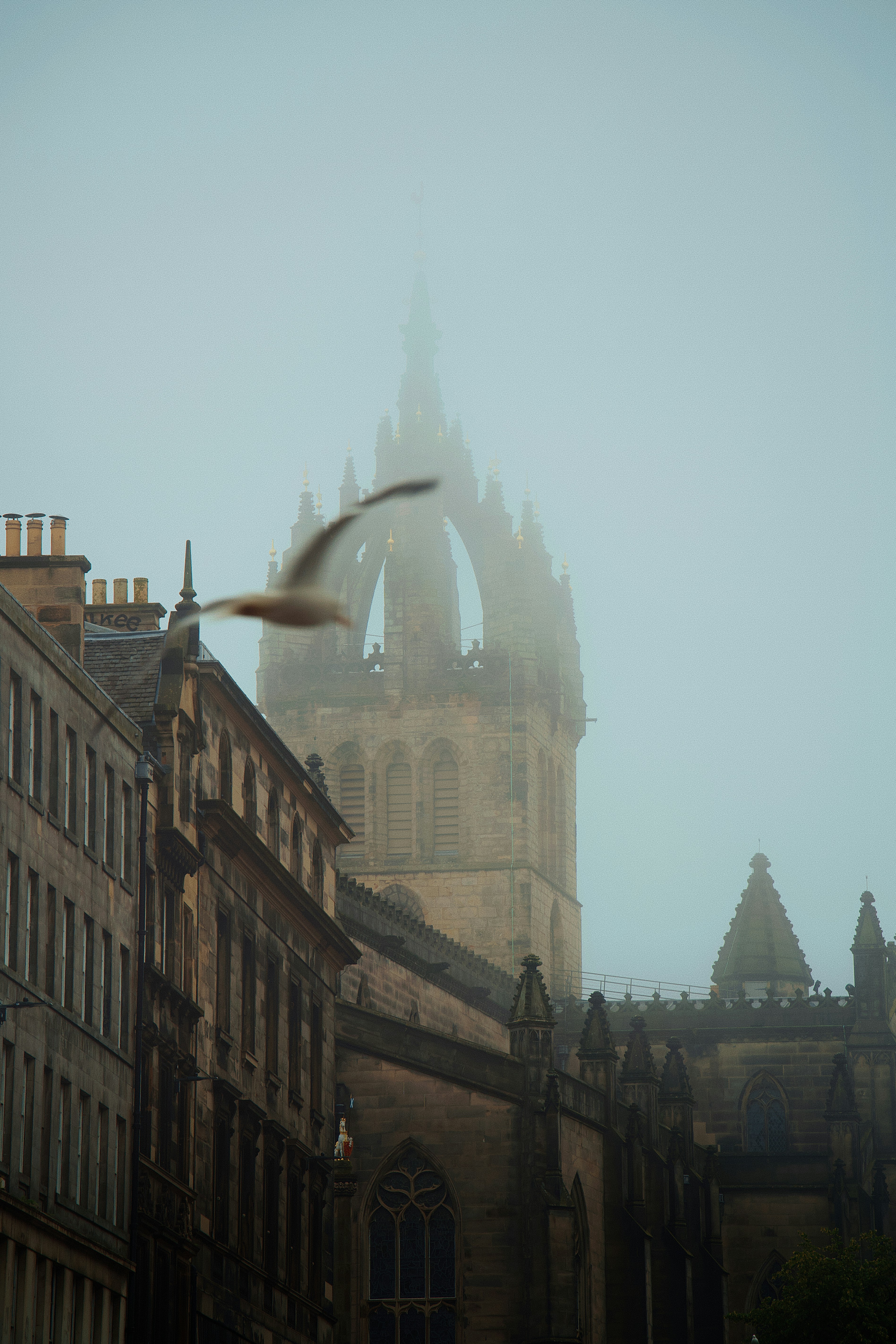 Mist over the Gothic Clocktower: A Seagull in Flight