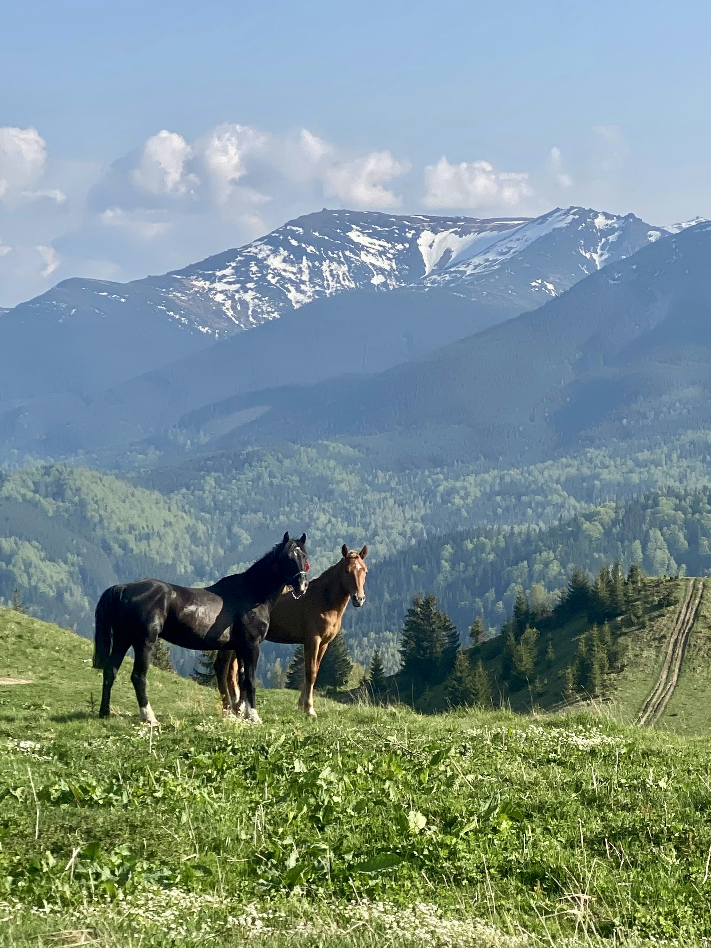 Two horses in a sunlit alpine meadow with distant snow-capped peaks