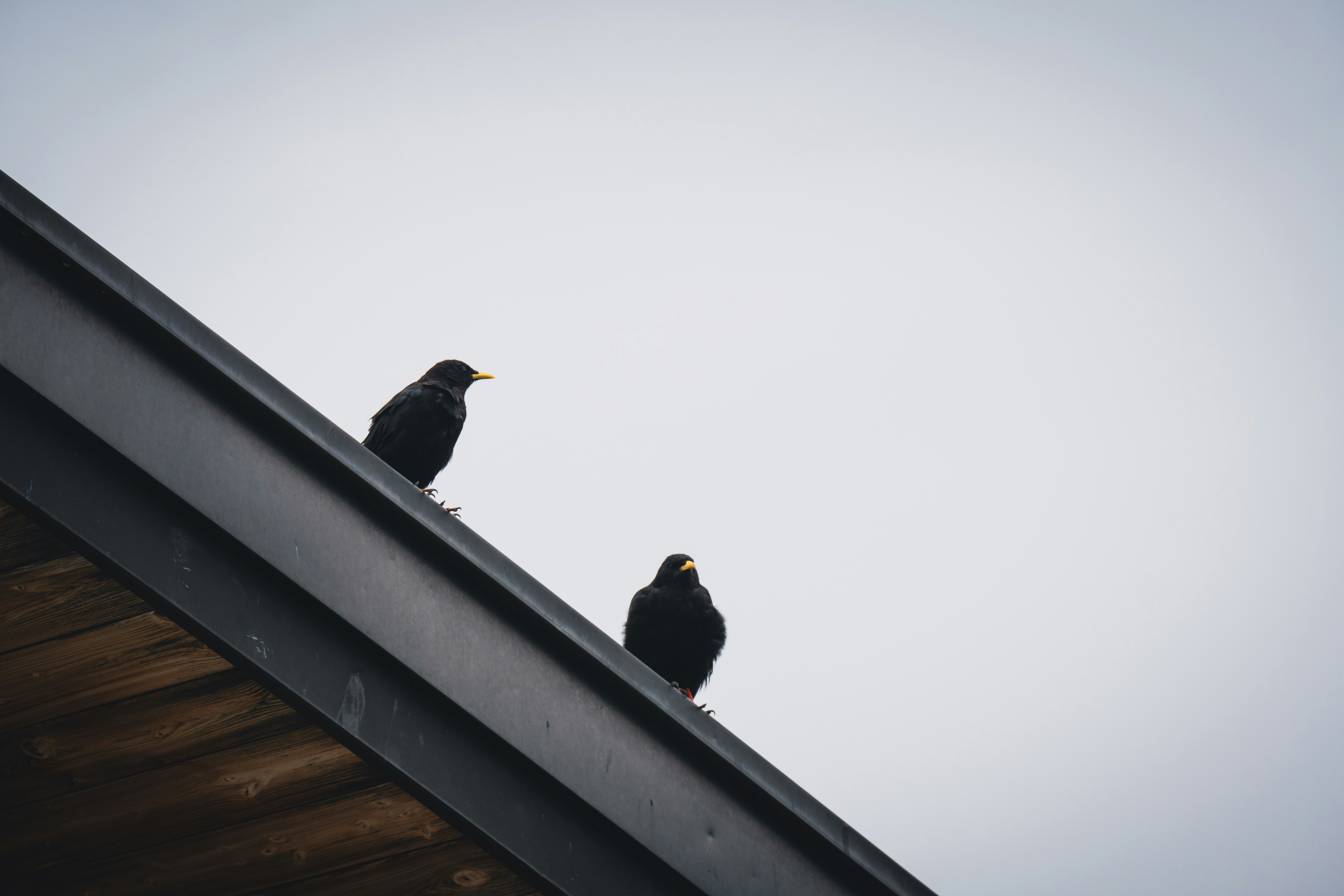 Two perched birds on a slanted roof edge against a pale sky