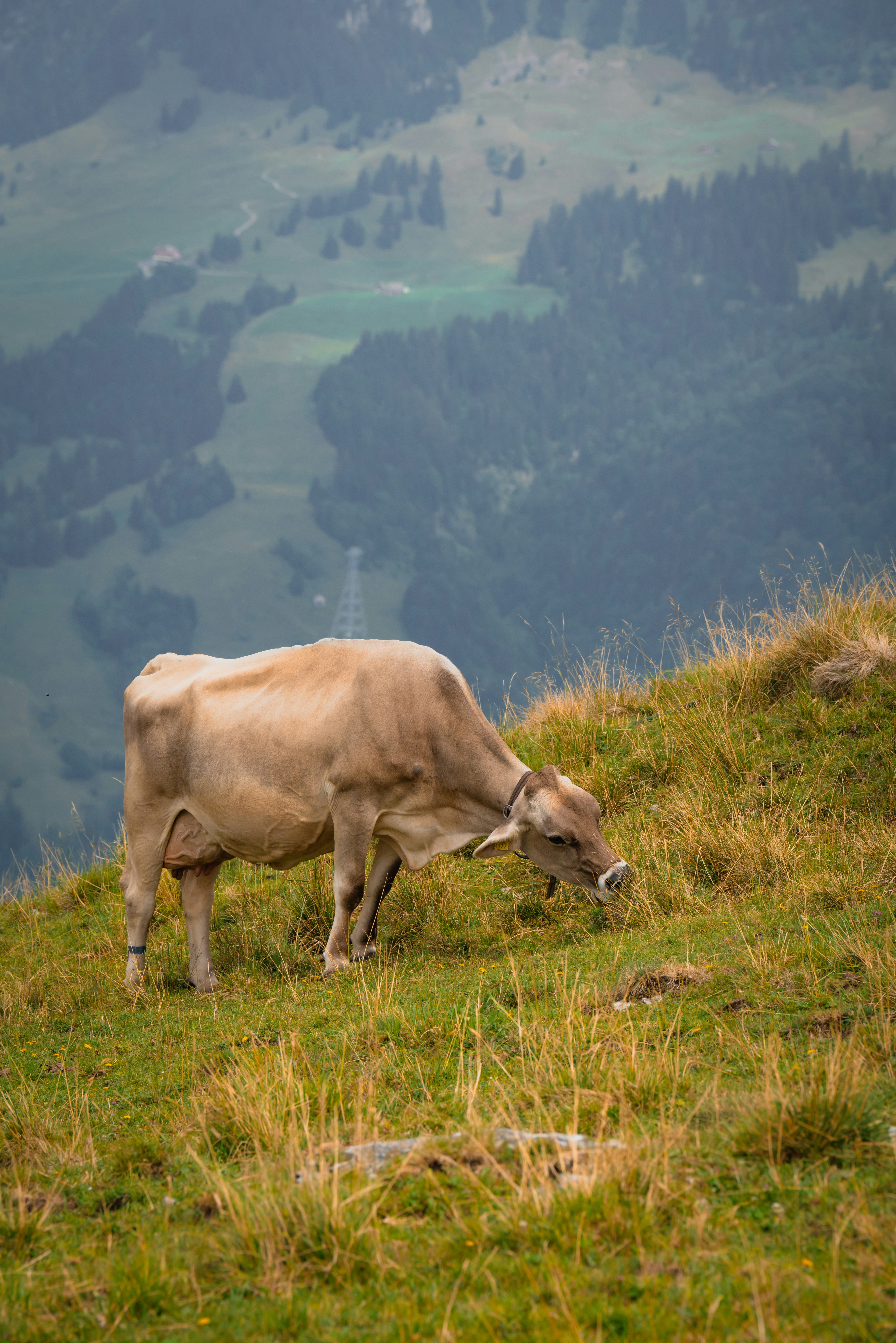 Grazing on the Mountain's Edge