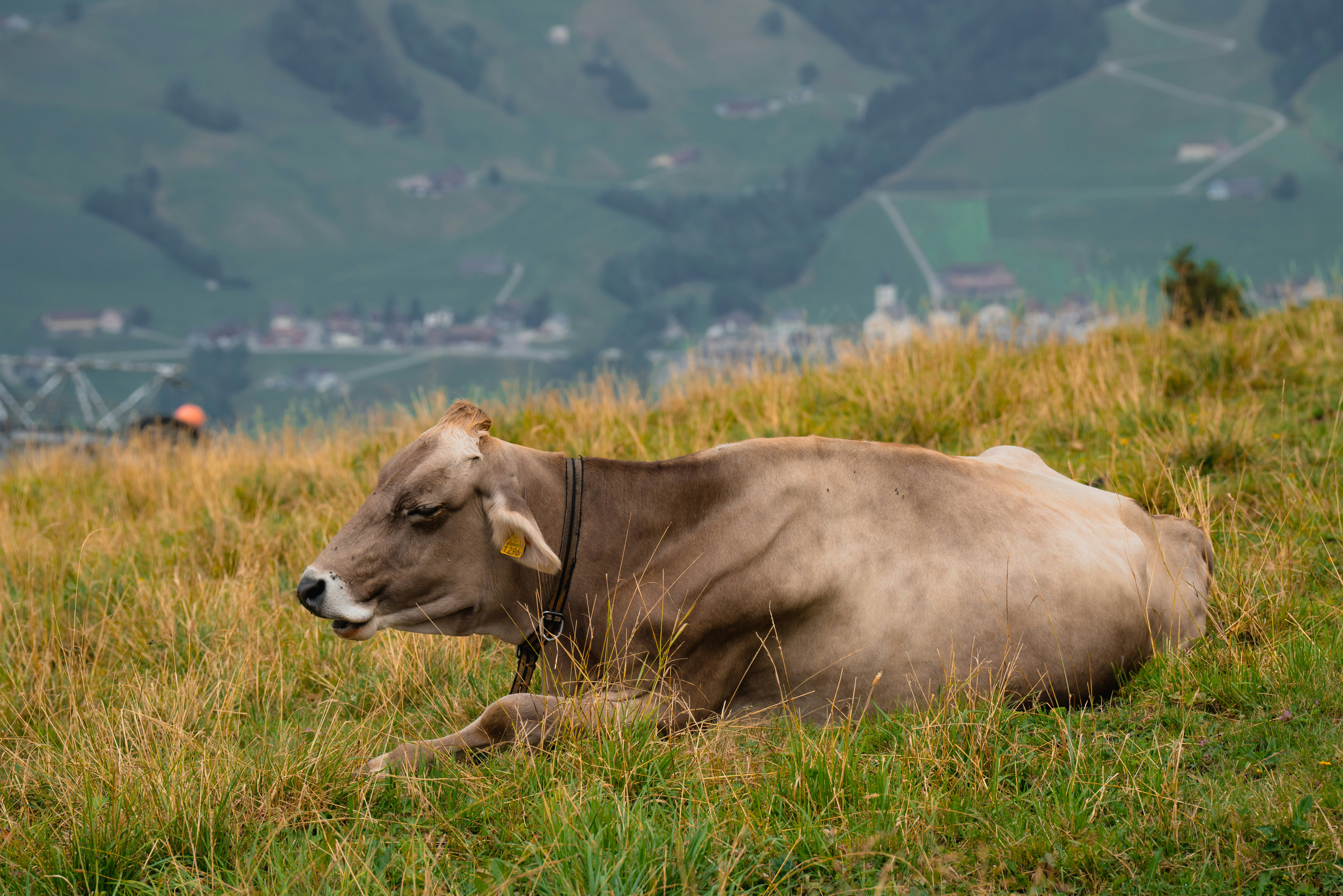 An earth-toned cow rests on a grassy hillside with a blurred valley backdrop.