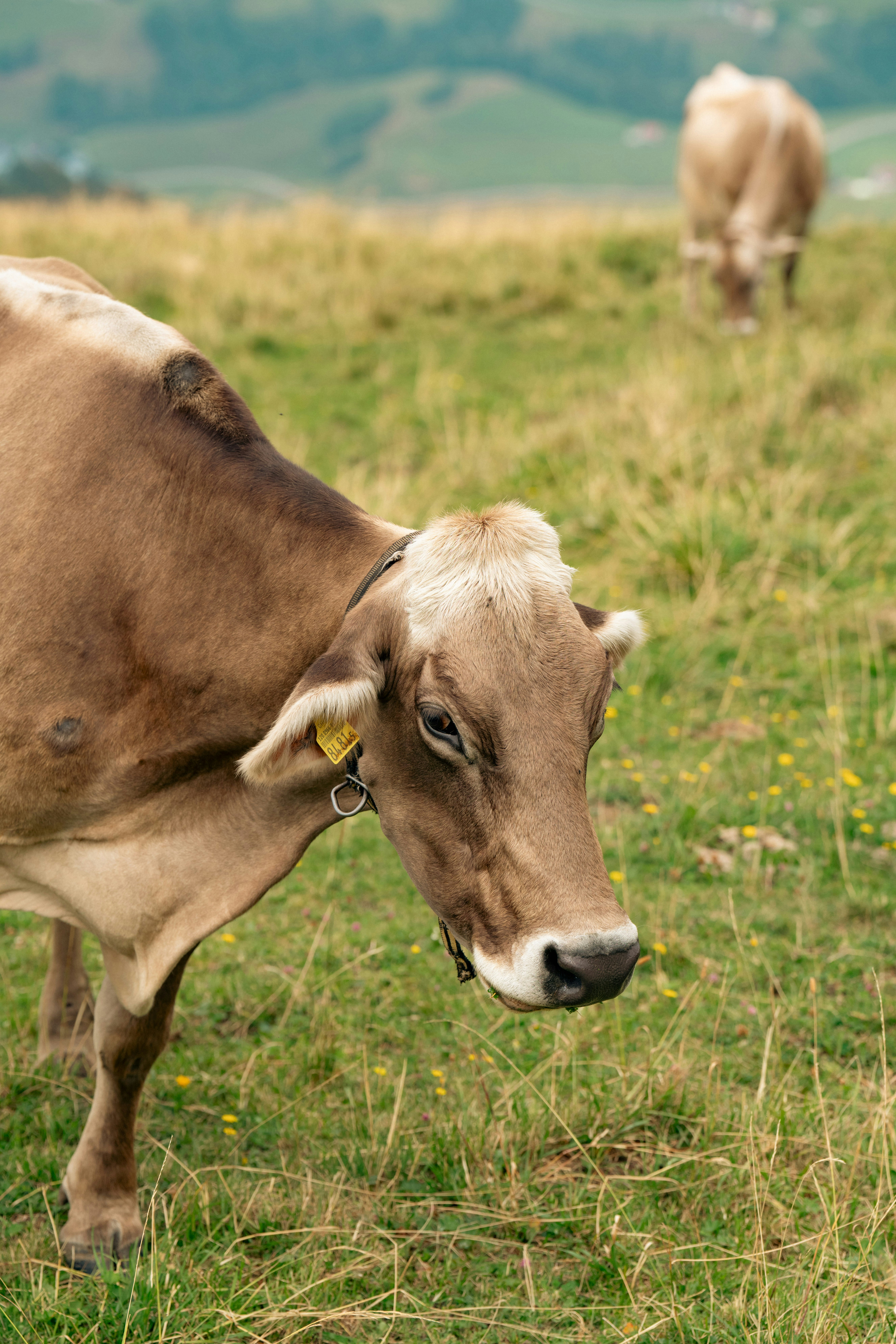 Close-up of a grazing cow with a distant herd in a sunlit meadow