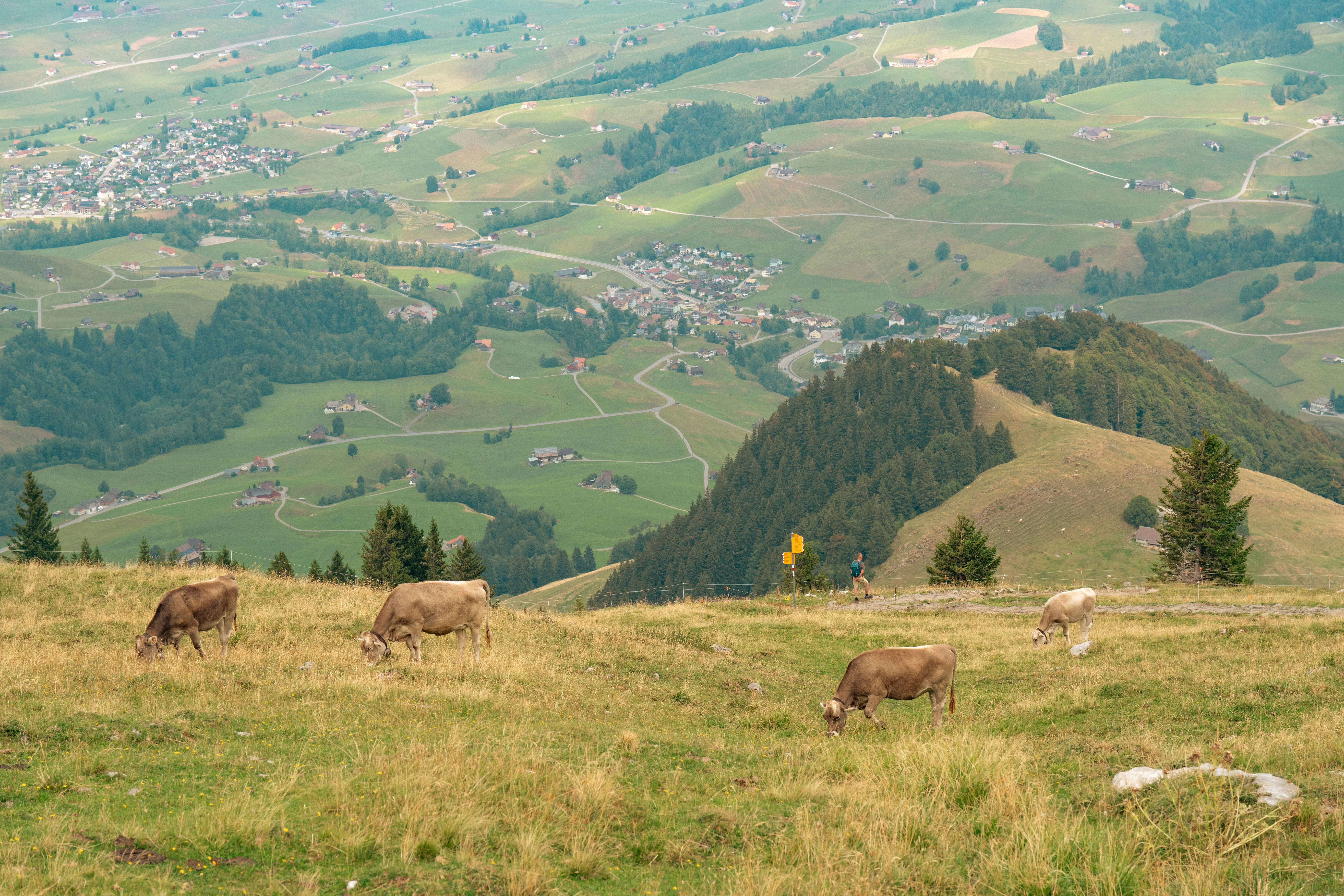 Pasture Chorus: Cows Grazing on a Rolling Alpine Meadow