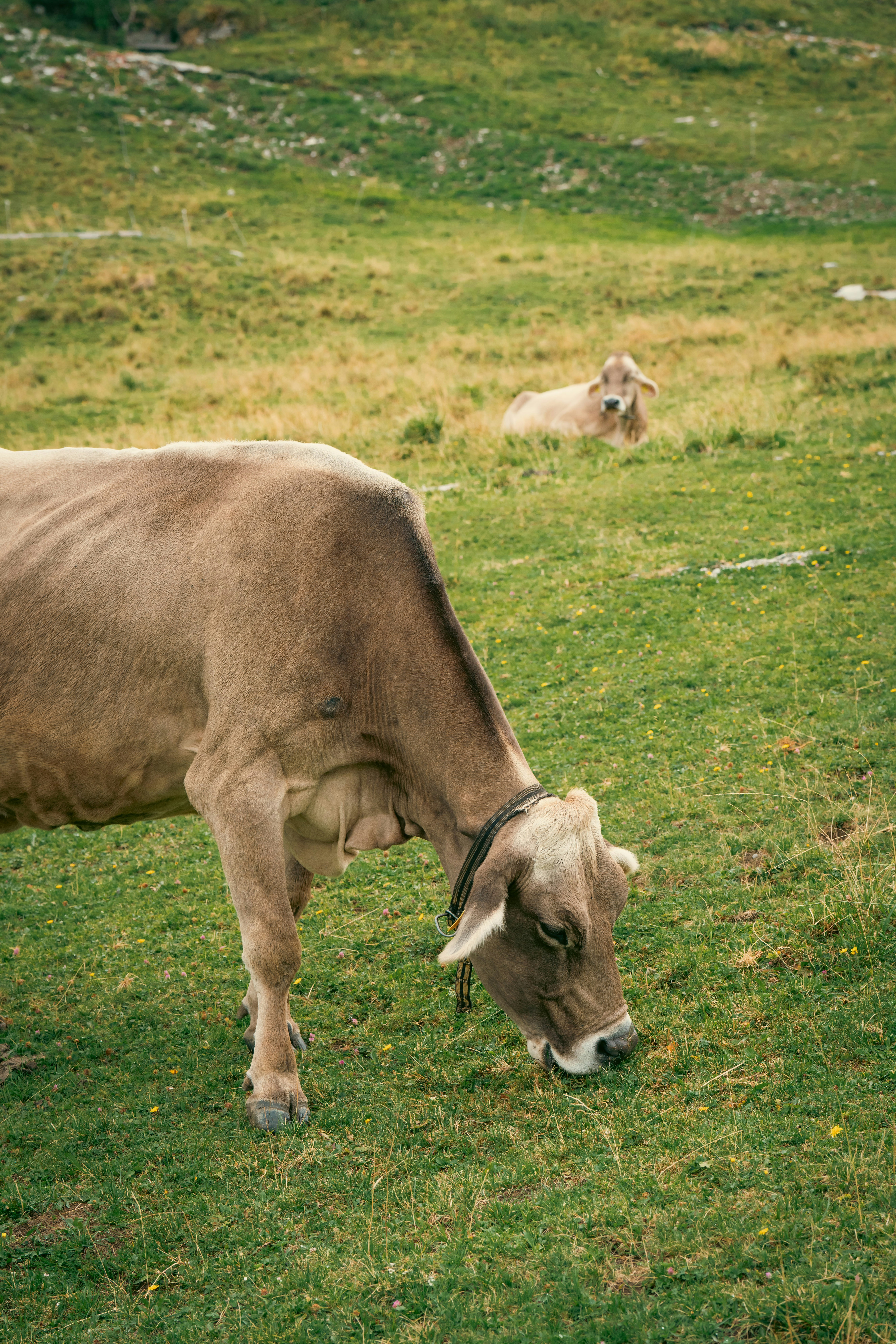 Pasture Watch: A Highlander cow grazing with a distant companion