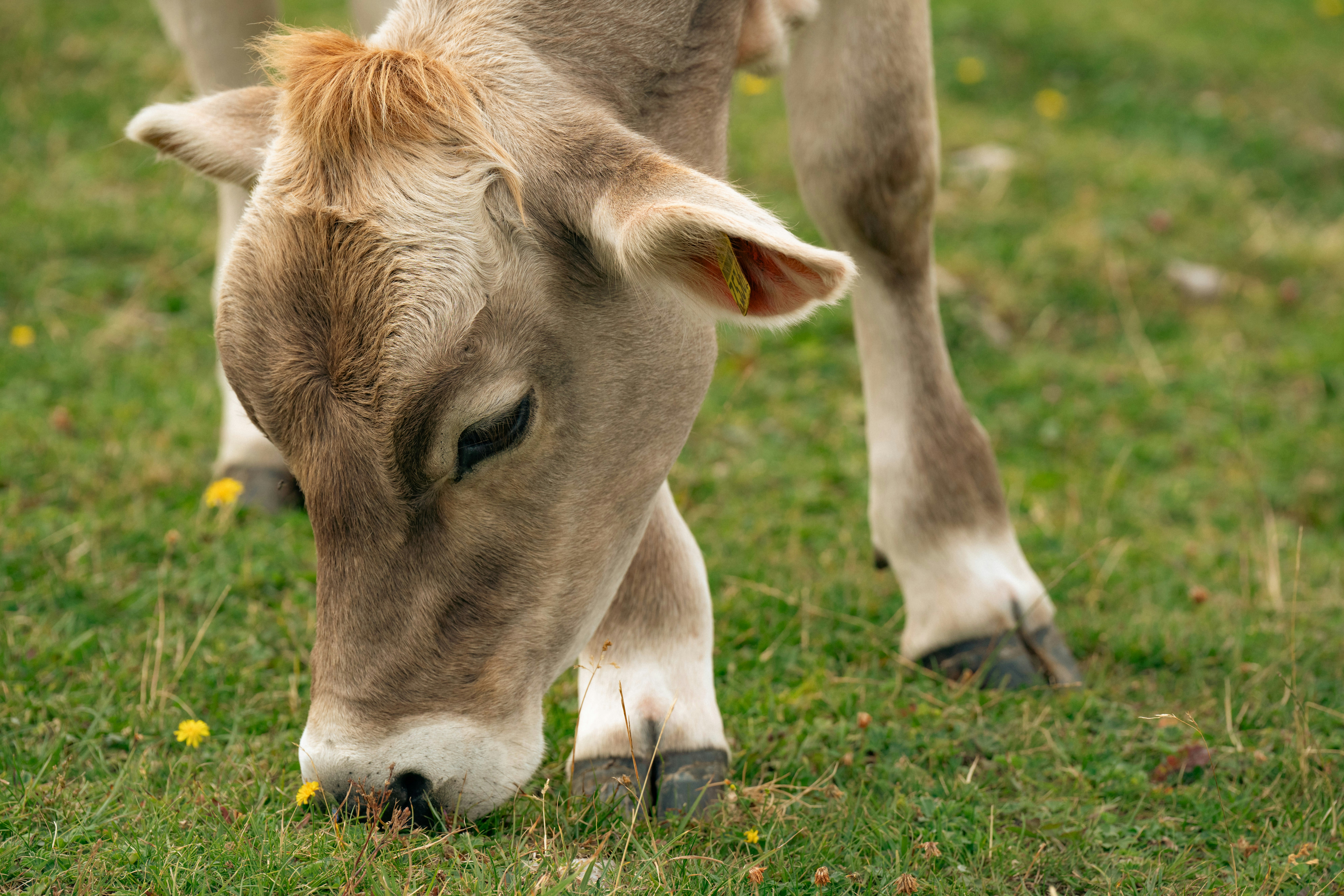 Gentle Grazing: A Cow Nibbles in a Field