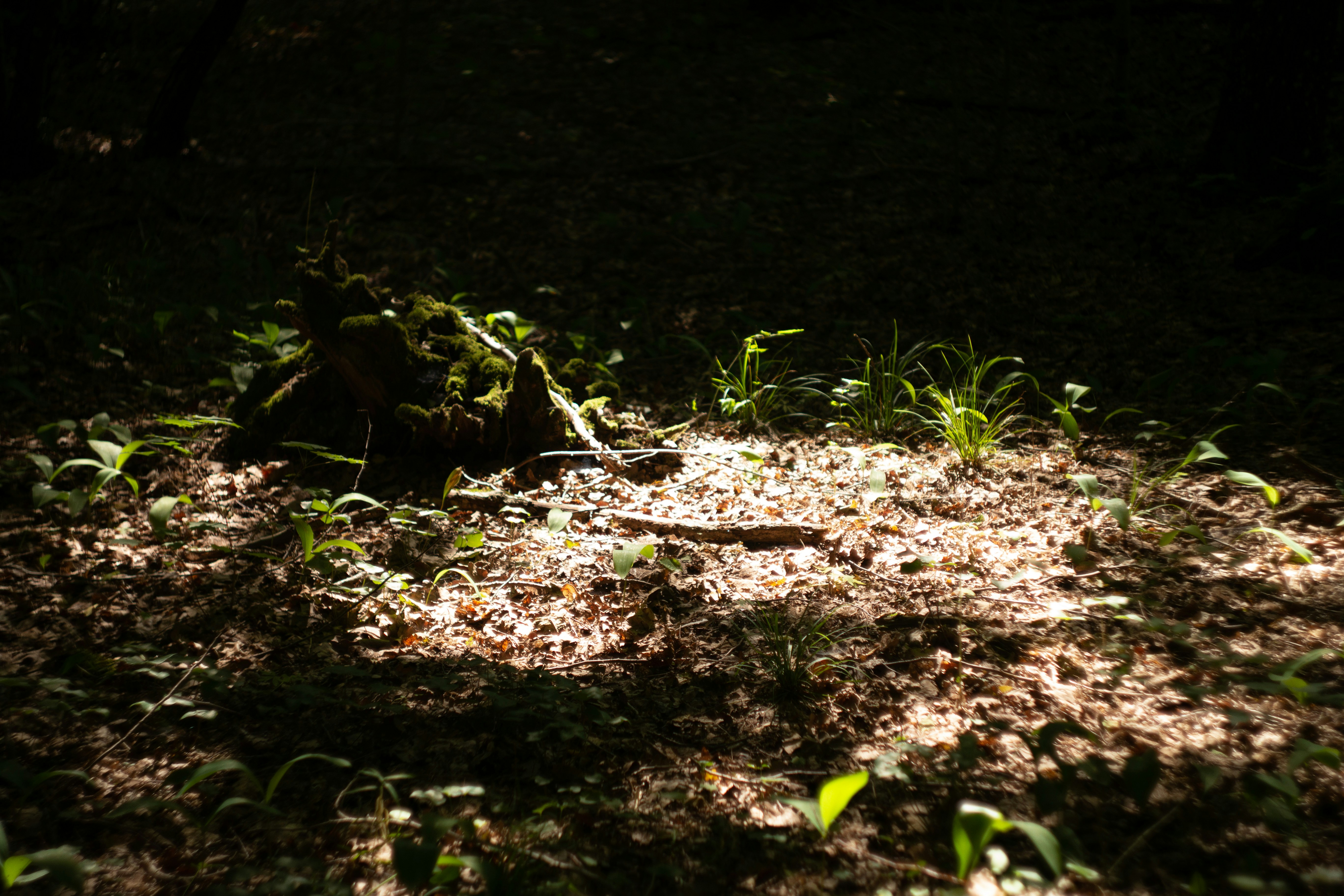 Sunlit forest floor with small sprouts and a mossy rock centerpiece; the scene emphasizes gentle light and natural texture. This is a natural photography capture.