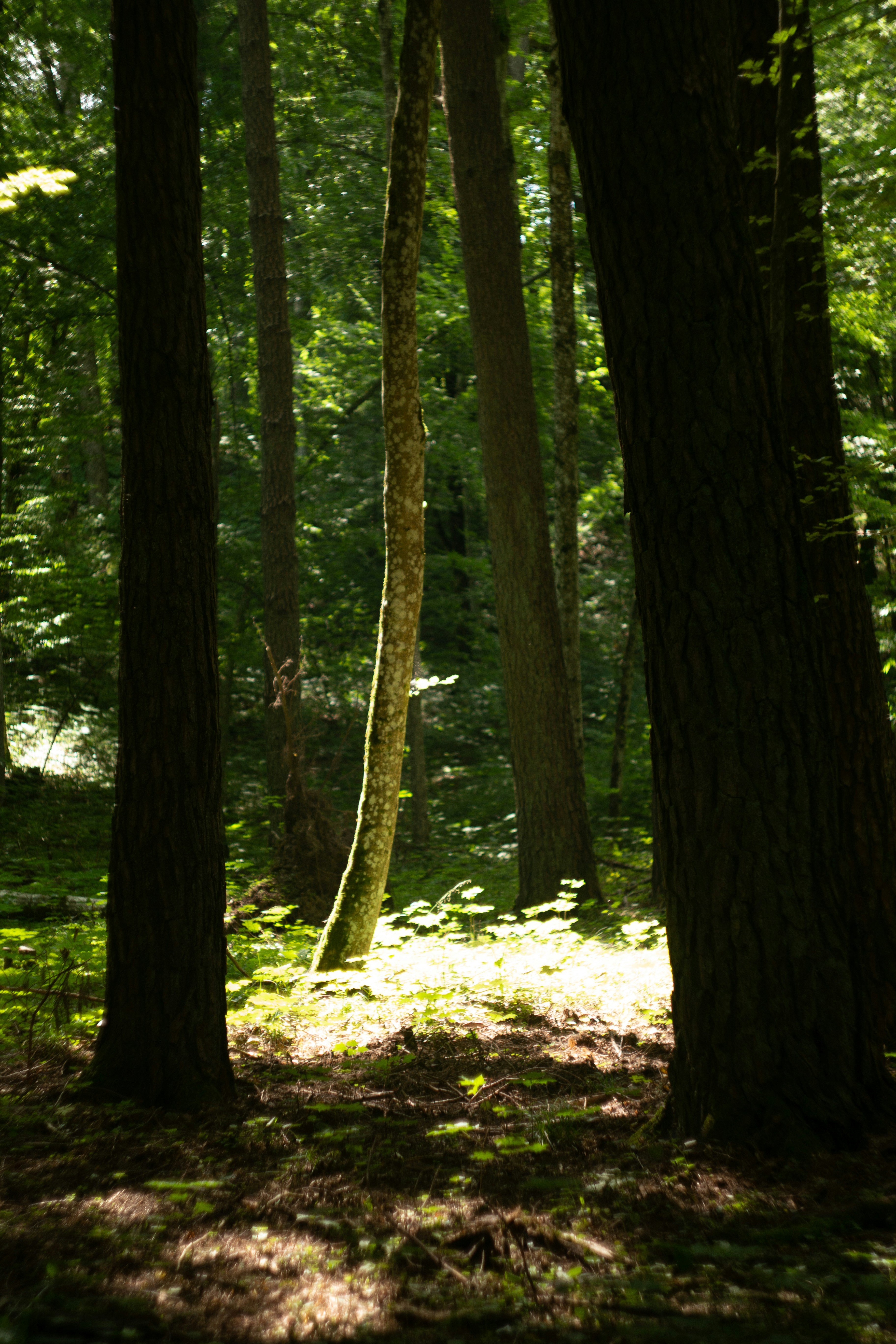 Sunlit Understory: A Quiet Forest Corridor
