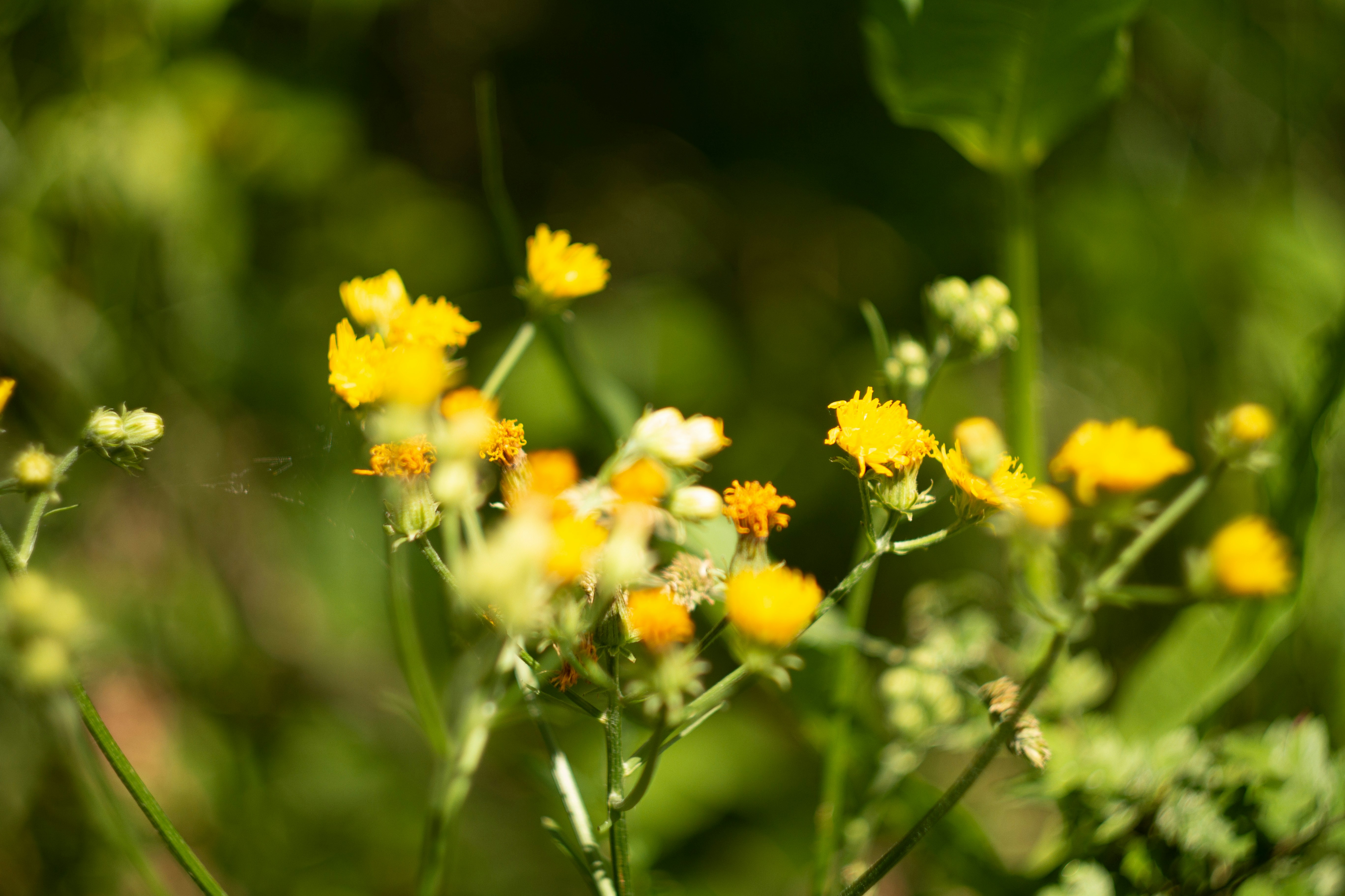 Bright yellow wildflowers by a sunlit path with blurred green background, a shallow depth-of-field rendering a dreamy bokeh. This is a natural photograph, not a logo or illustration.