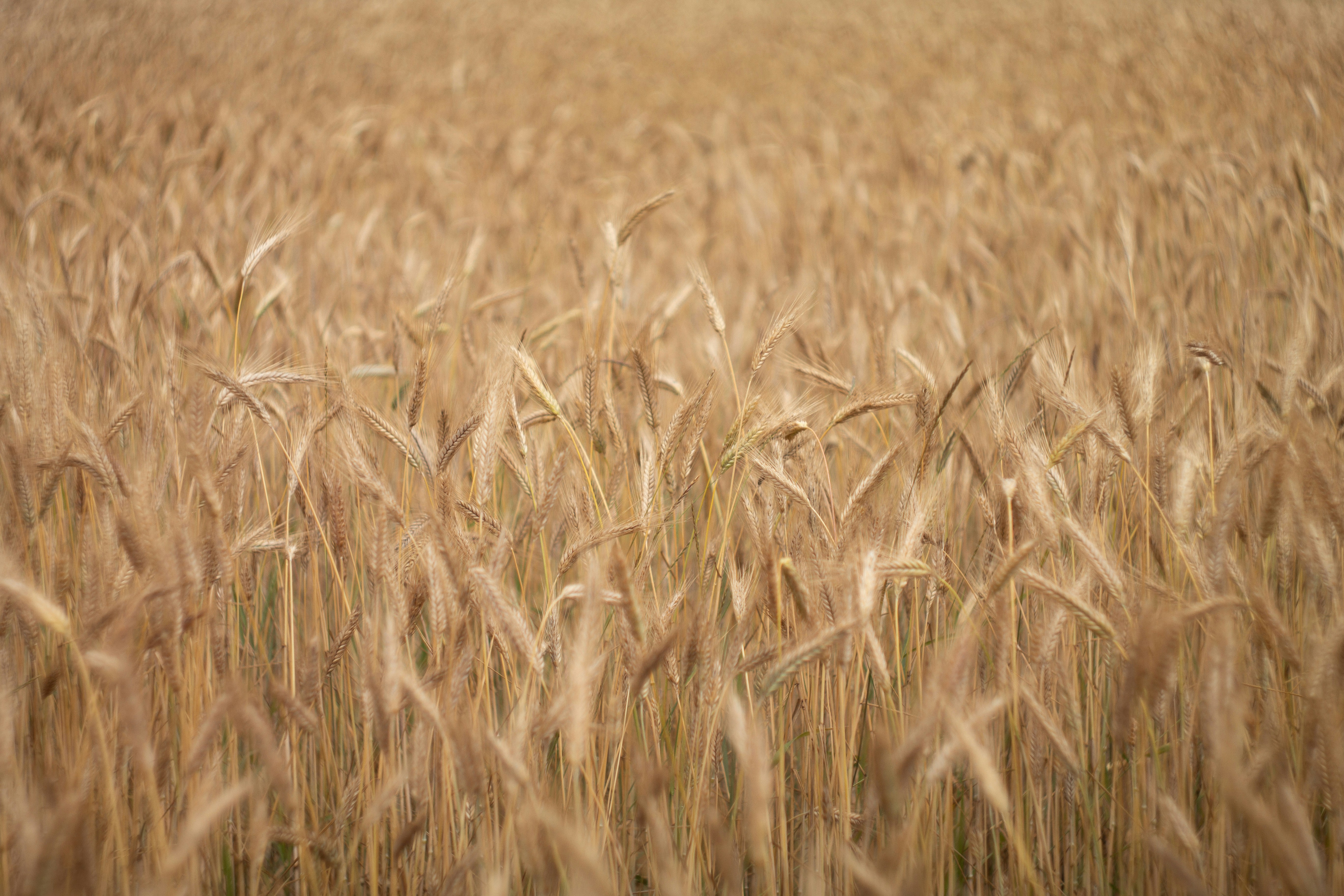 Tall grain sways in a sunlit field, captured with a shallow depth of field to emphasize the foreground stems against a soft, golden background.