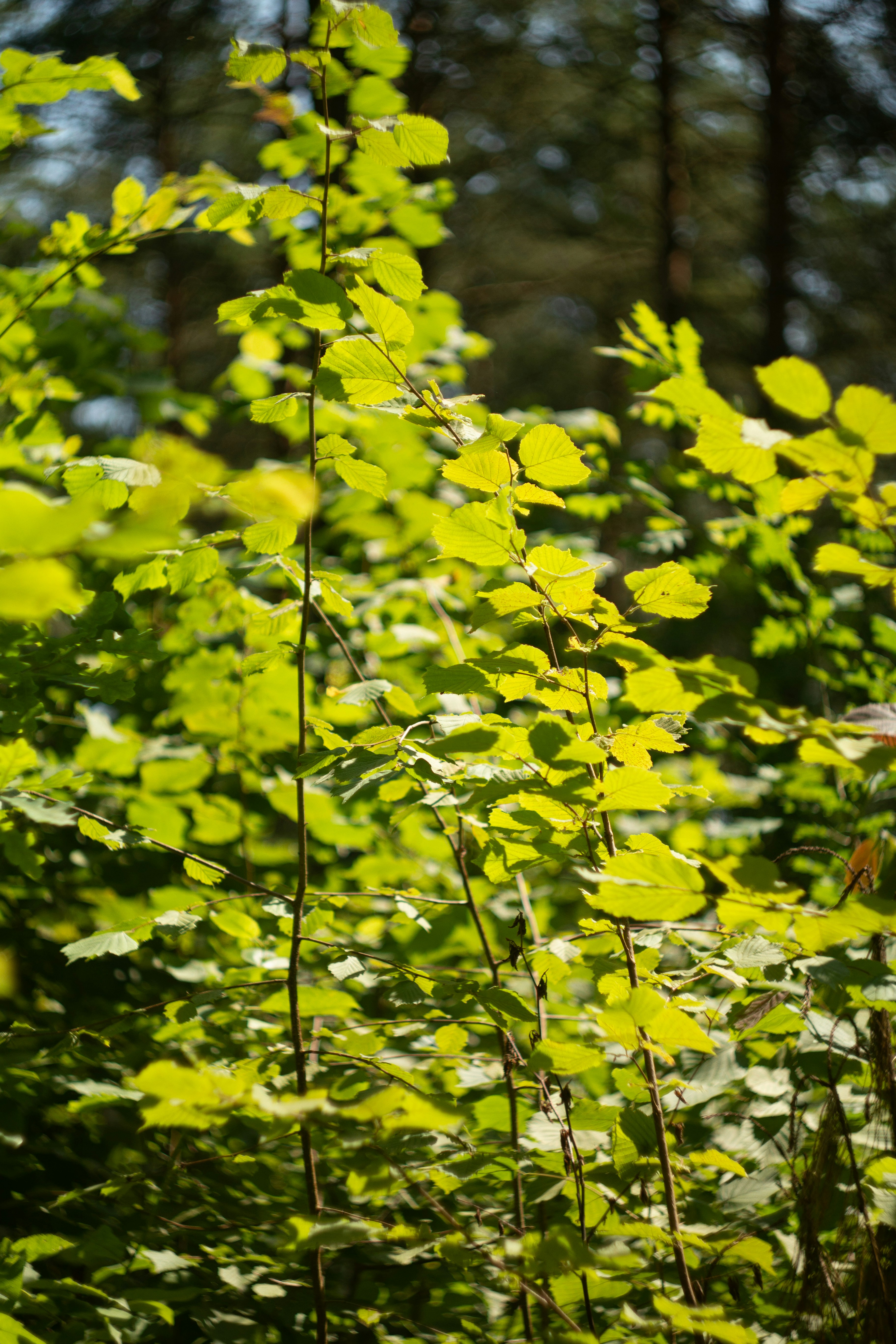 Sunlit Greenery: Delicate Vines Reaching for the Sun
