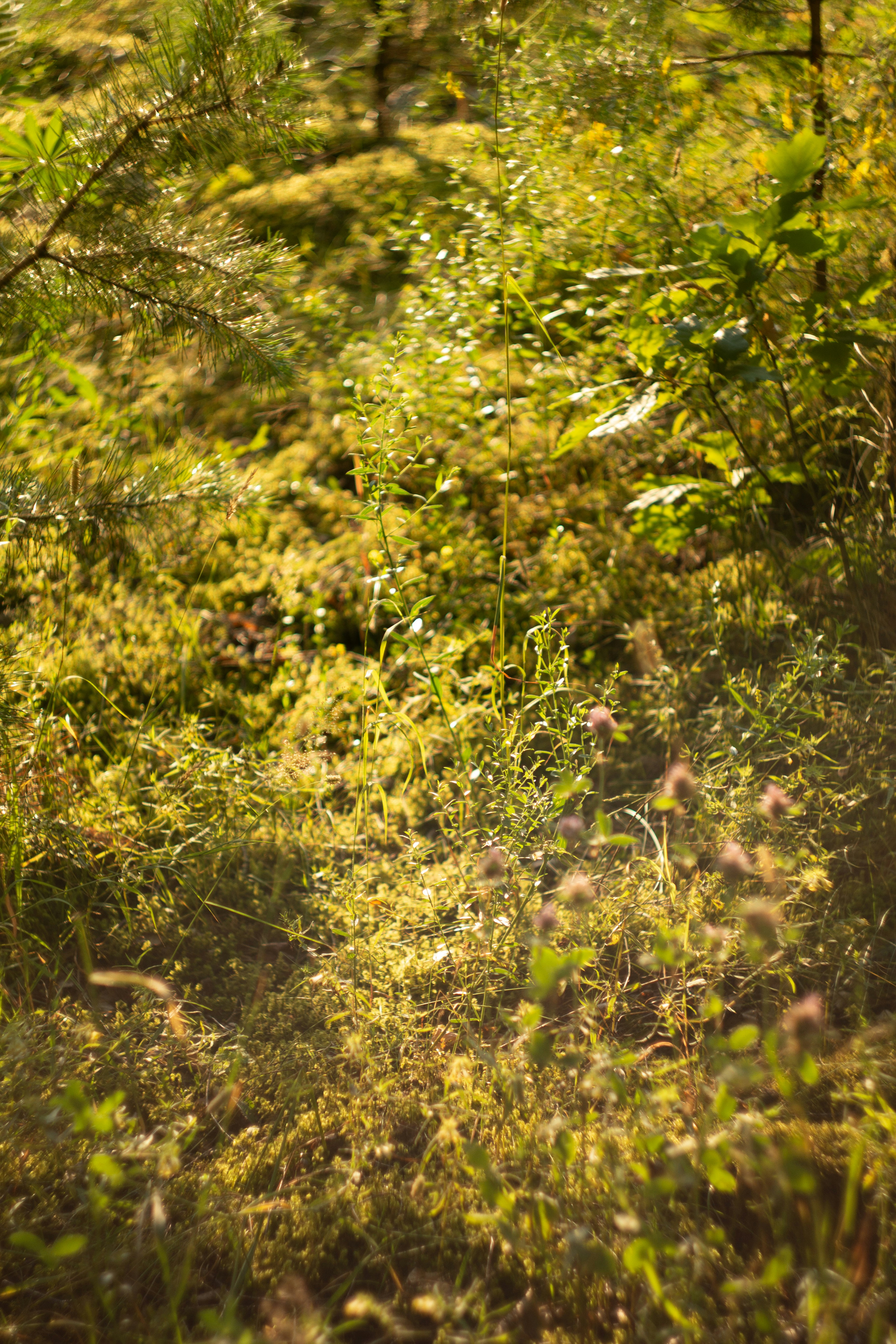 Sunlit Ferns and Subtle Flora in a Quiet Meadow