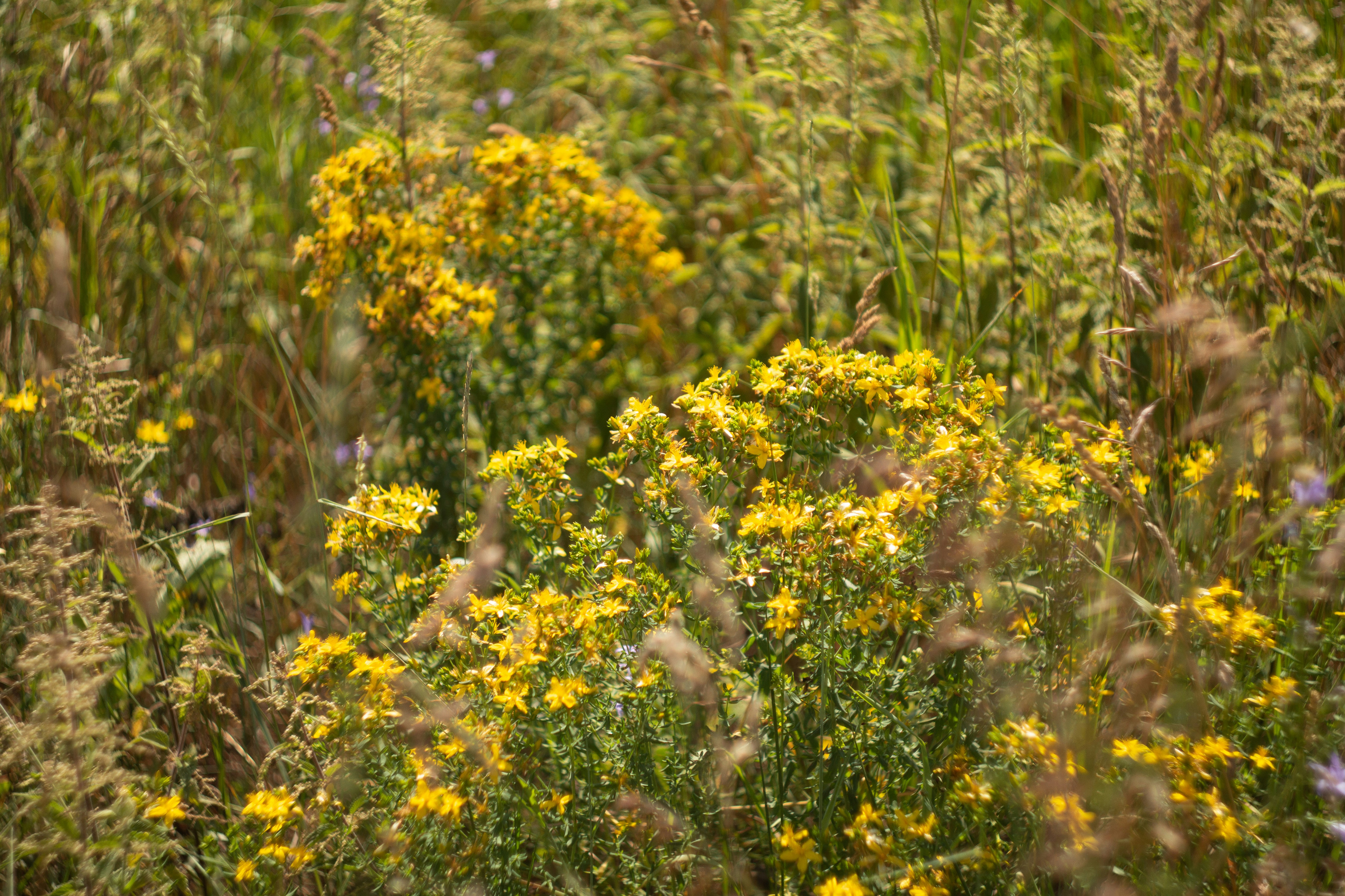 Sunlit Yellow Blooms in a Meadow Frame