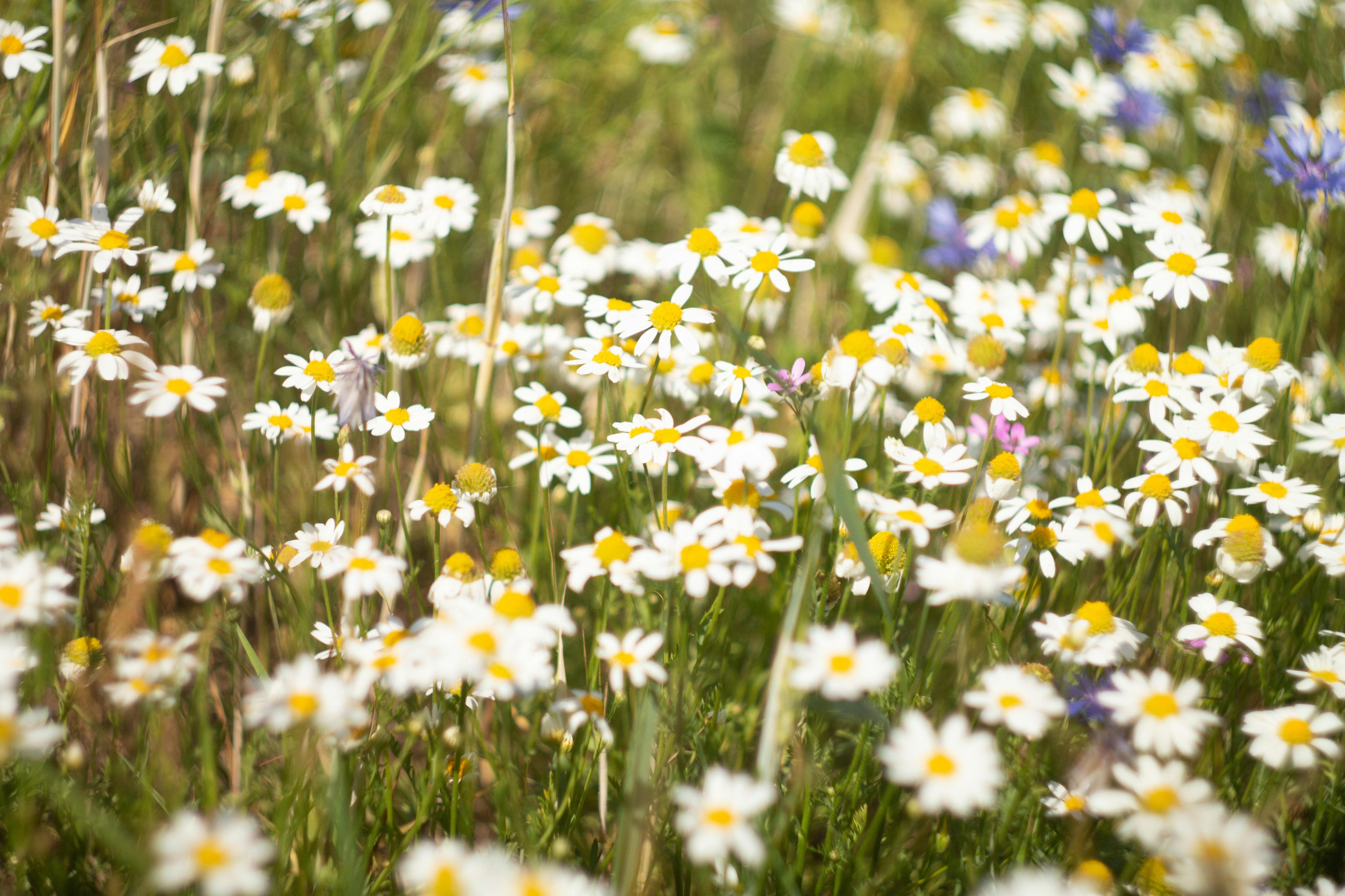 Bright field of white and yellow daisies bathed in soft sunlight, with a gentle bokeh and hints of purple wildflowers in the background; a nature scene without people or man-made subjects.