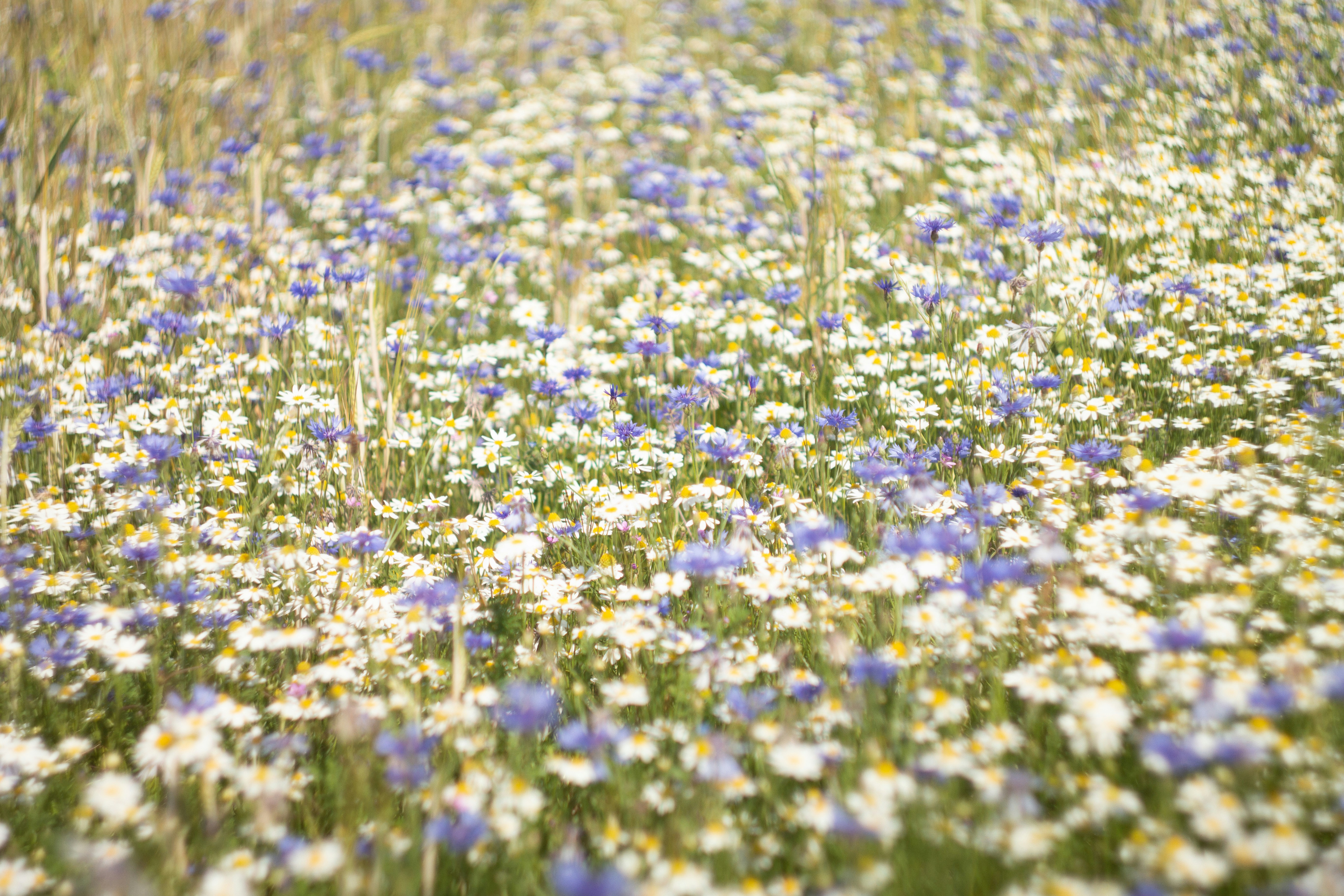 Soft field of small white and purple wildflowers with gentle bloom; a dreamy, shallow depth landscape emphasizing a natural meadow.