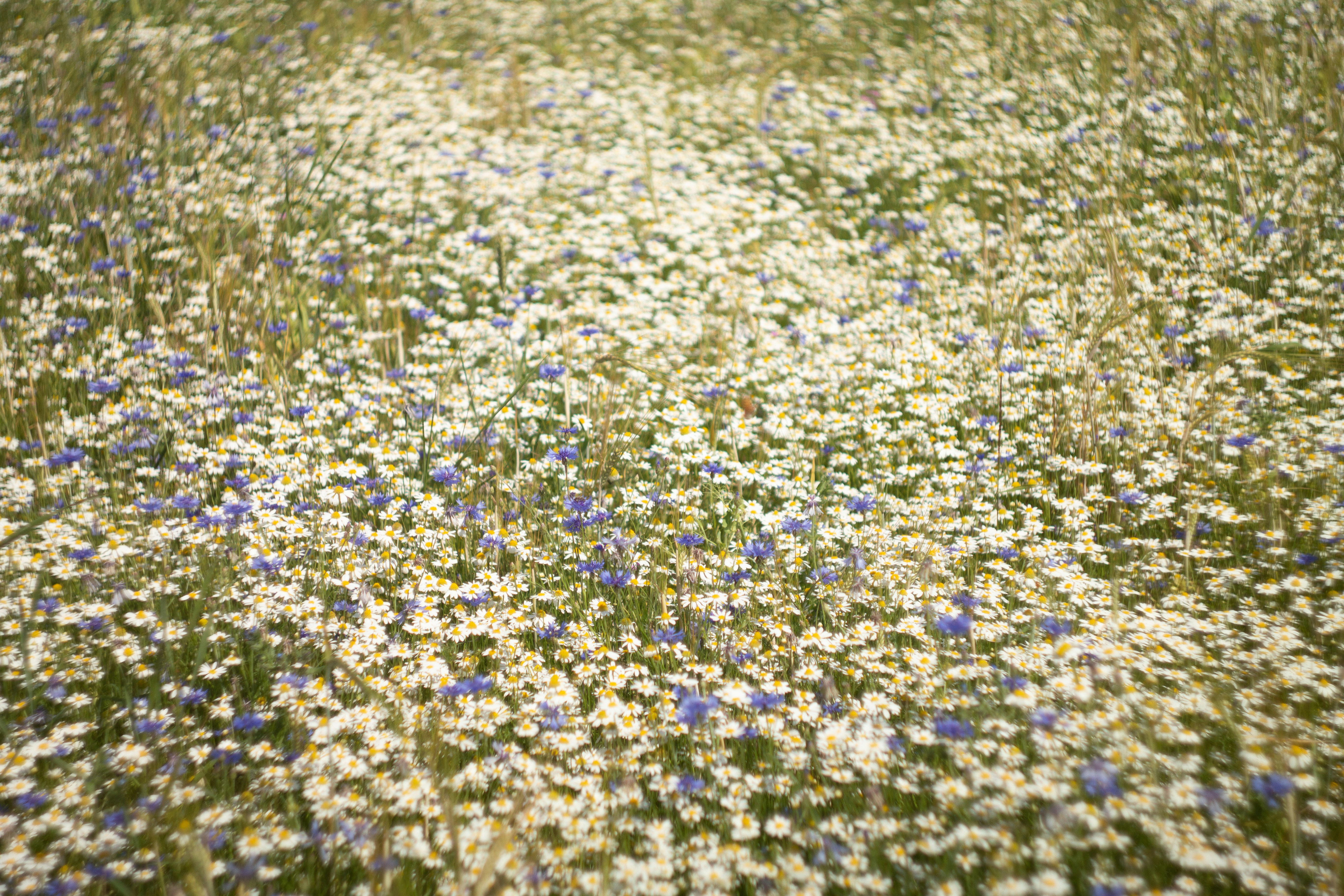 Sunlit Field of Dainty Wildflowers