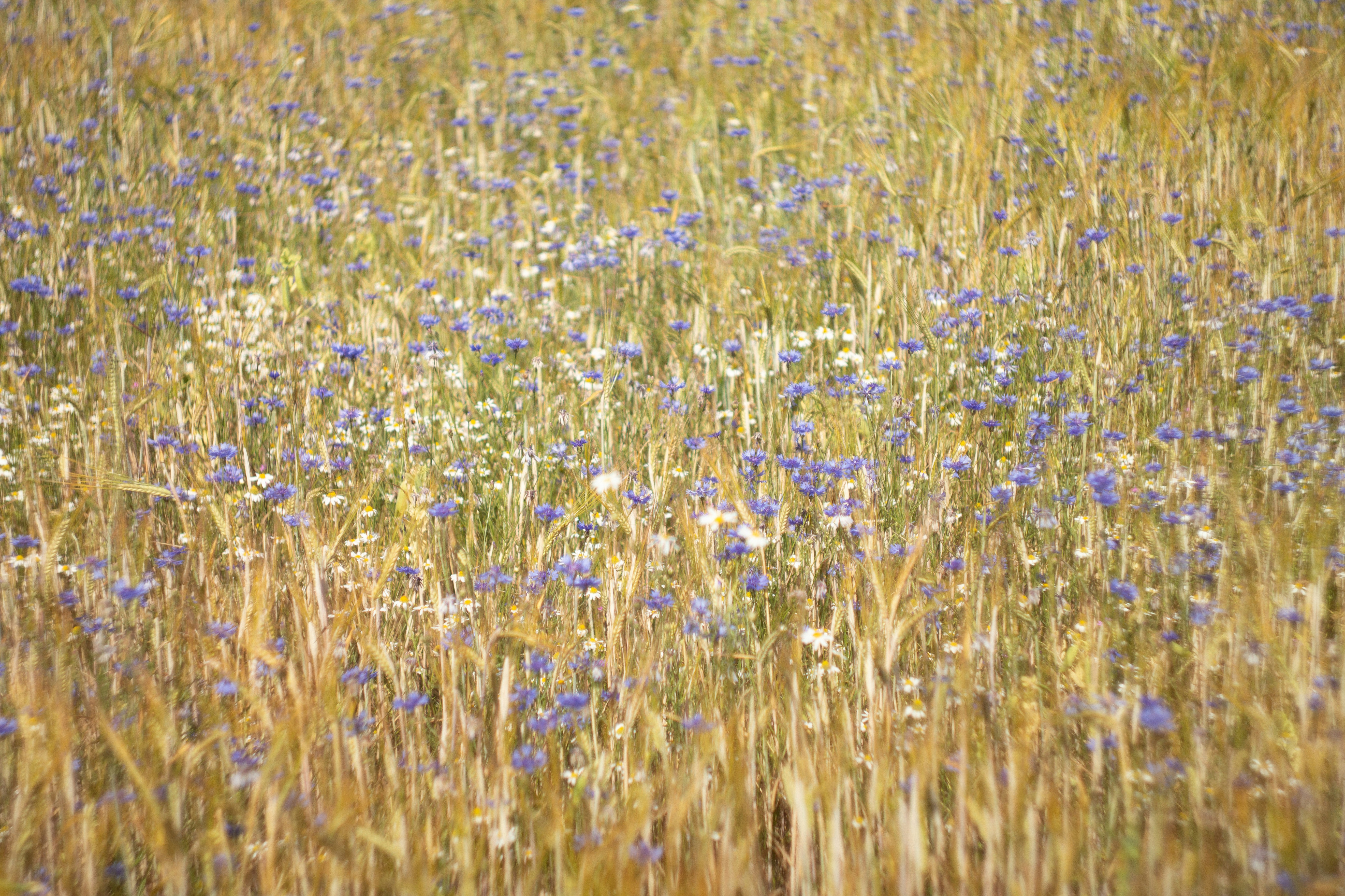 Golden Field in Bloom: A Quiet Mosaic of Wildflowers