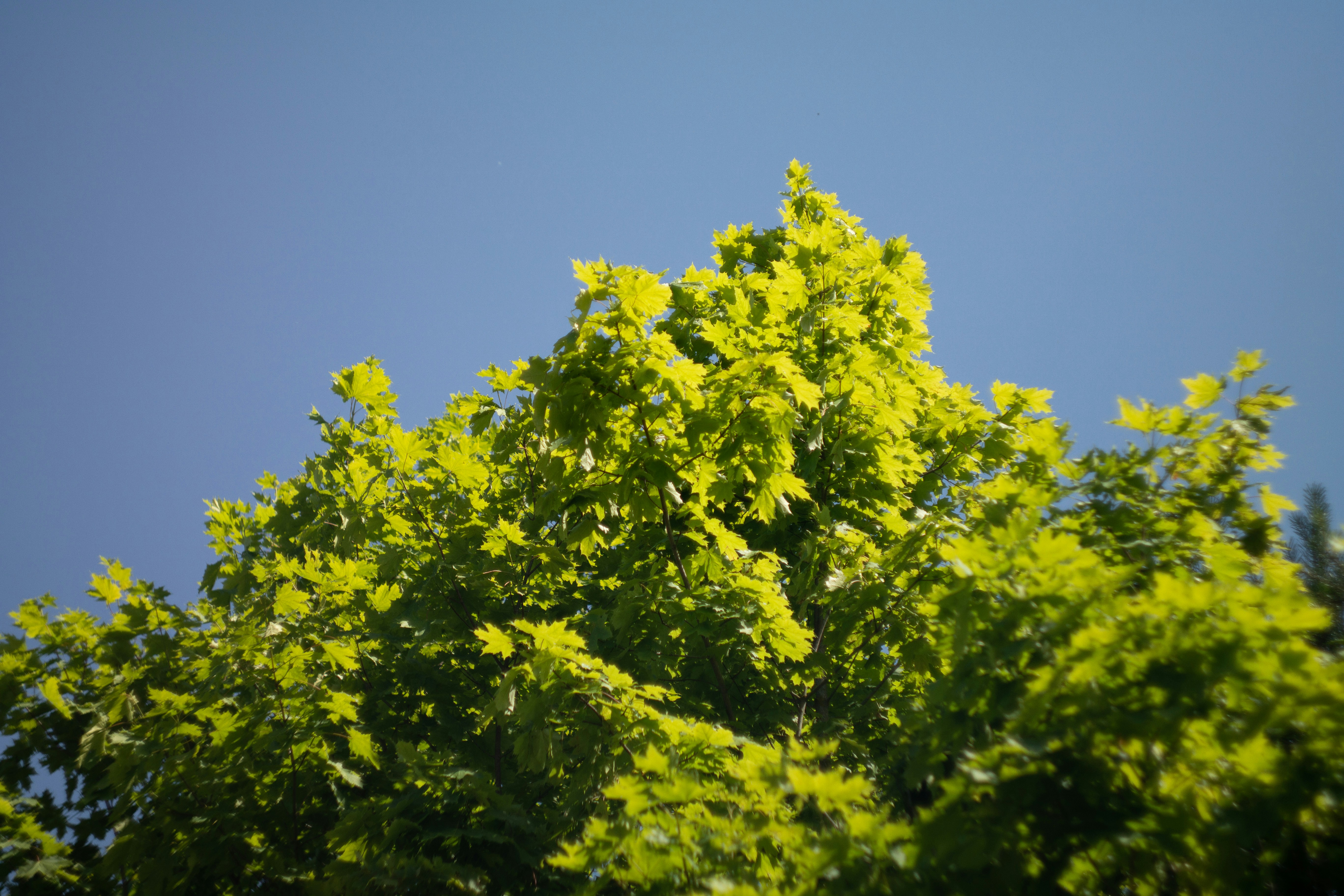 Sunlit Canopy: Fresh Green Leaves Against a Clear Blue Sky