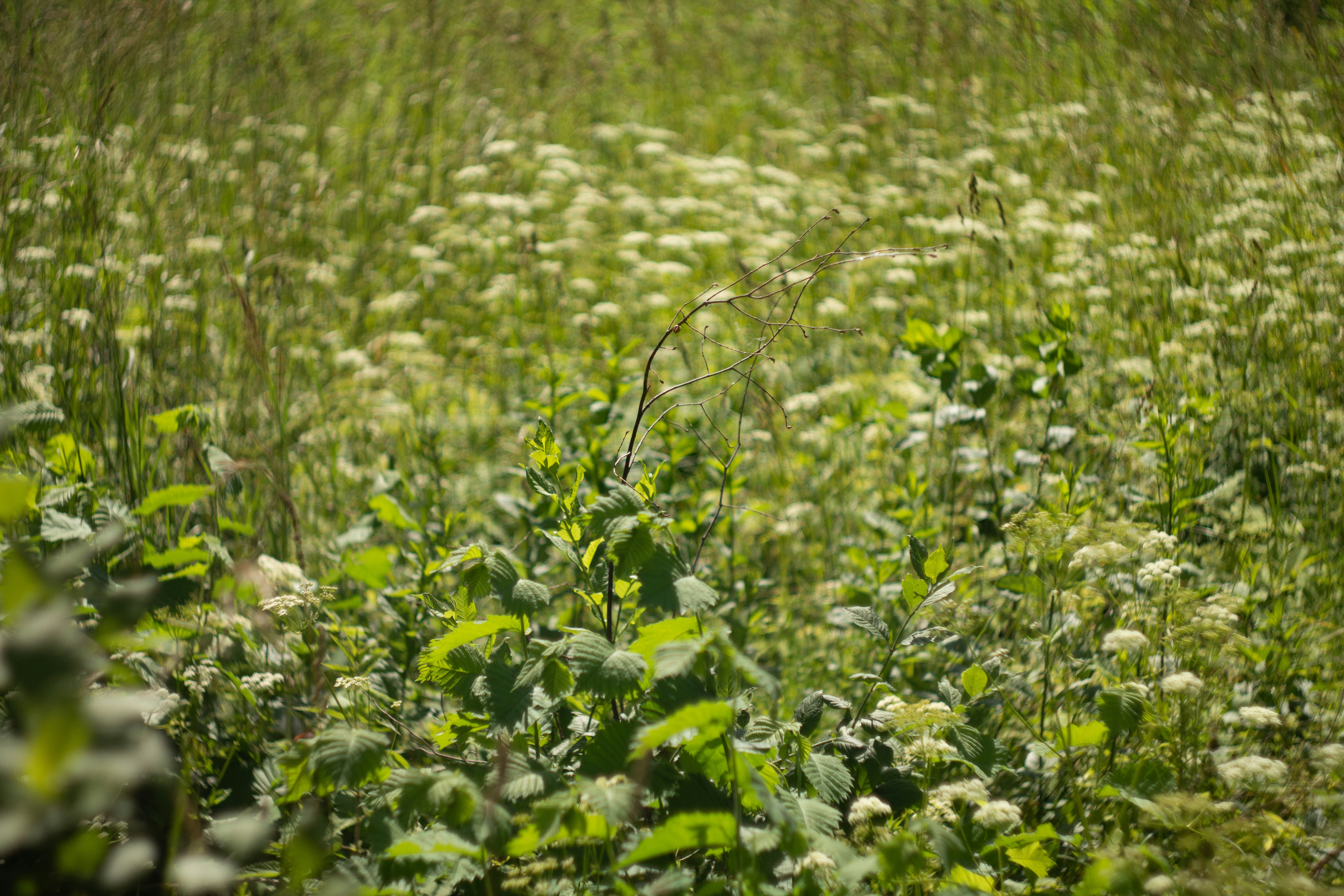 Lens: Helios 44-3
