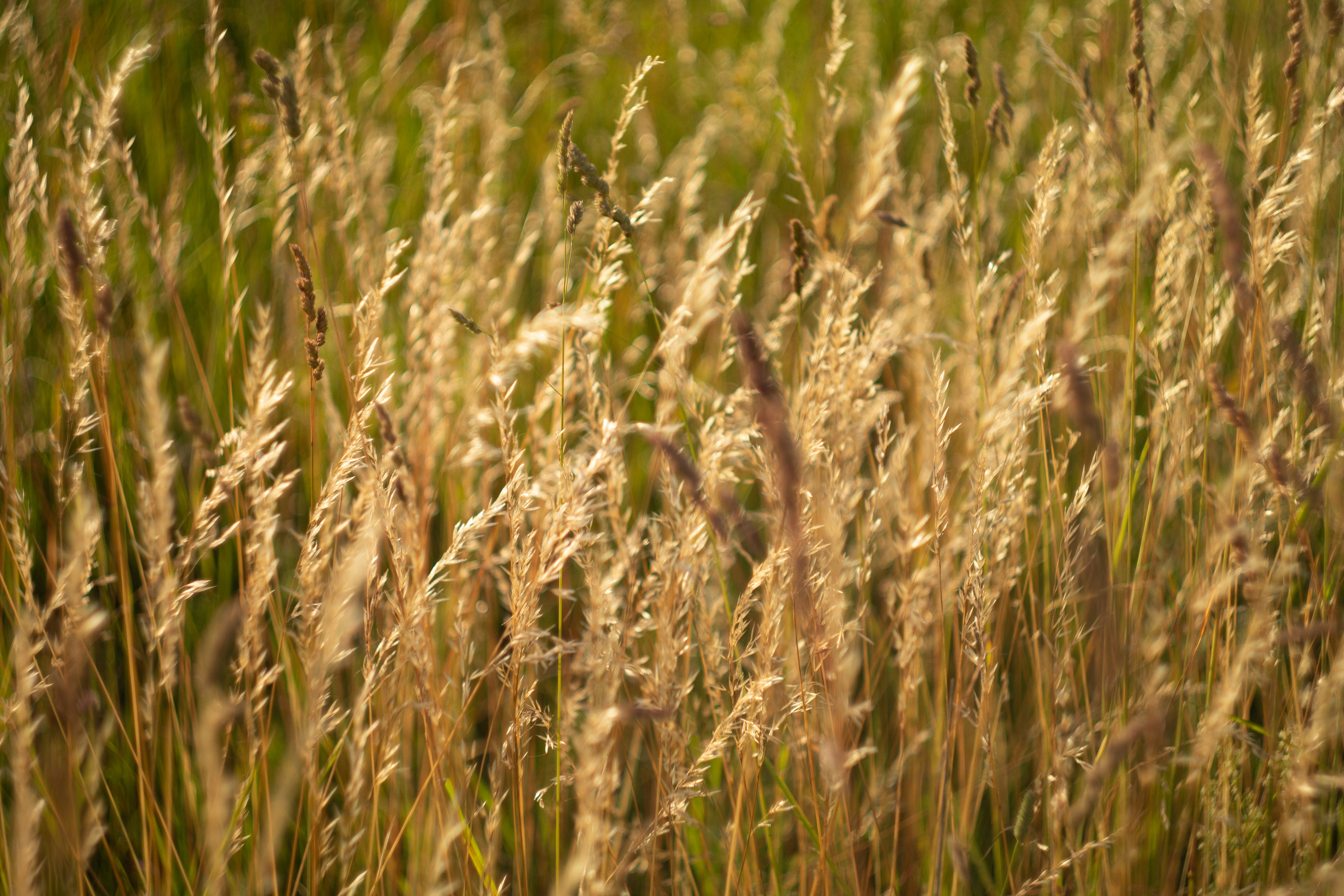 Sunlit Fine Grasses: Quiet Forest Edge in Goldenhour Light