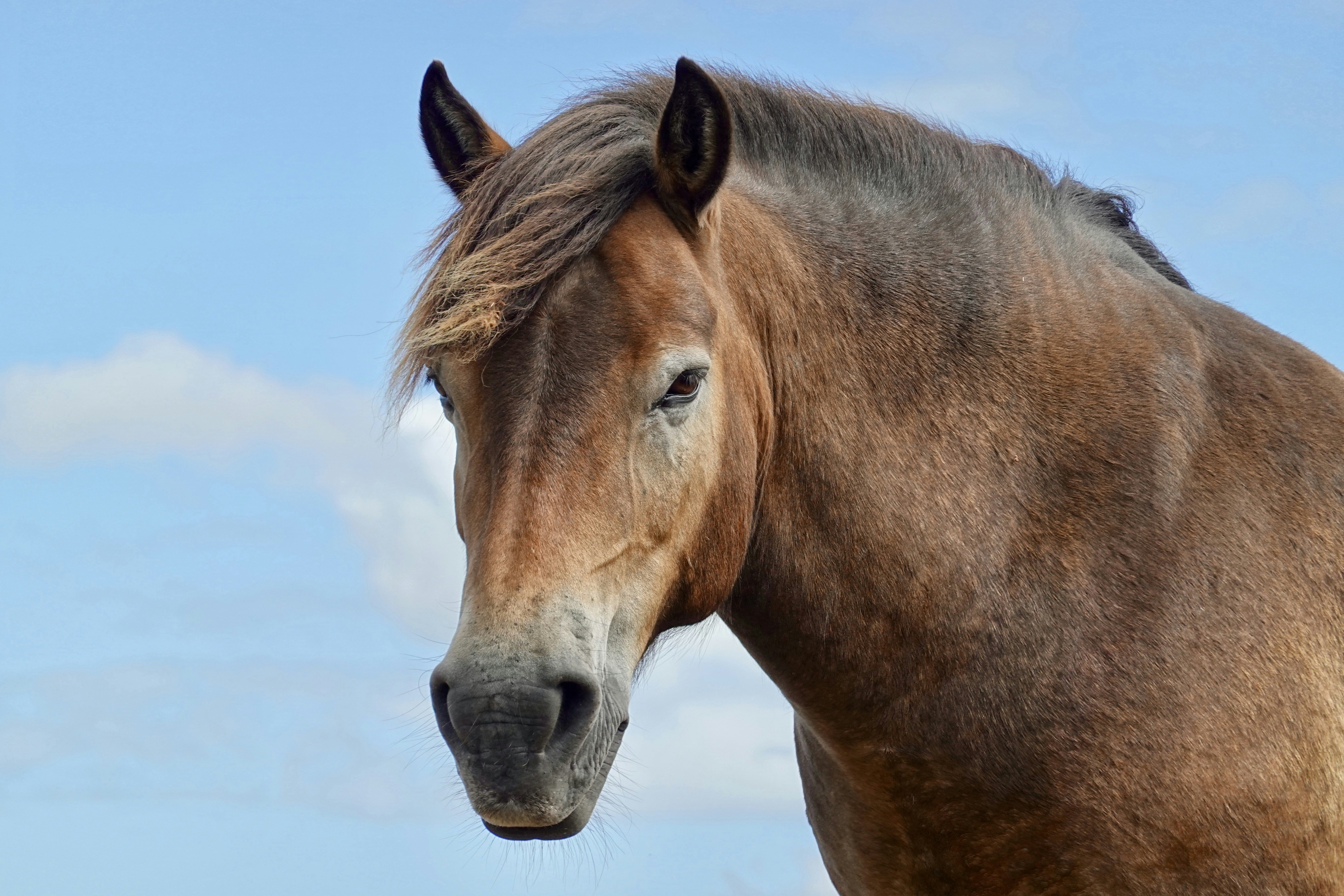 In Focus: A Gentle Gaze Against a Blue Sky