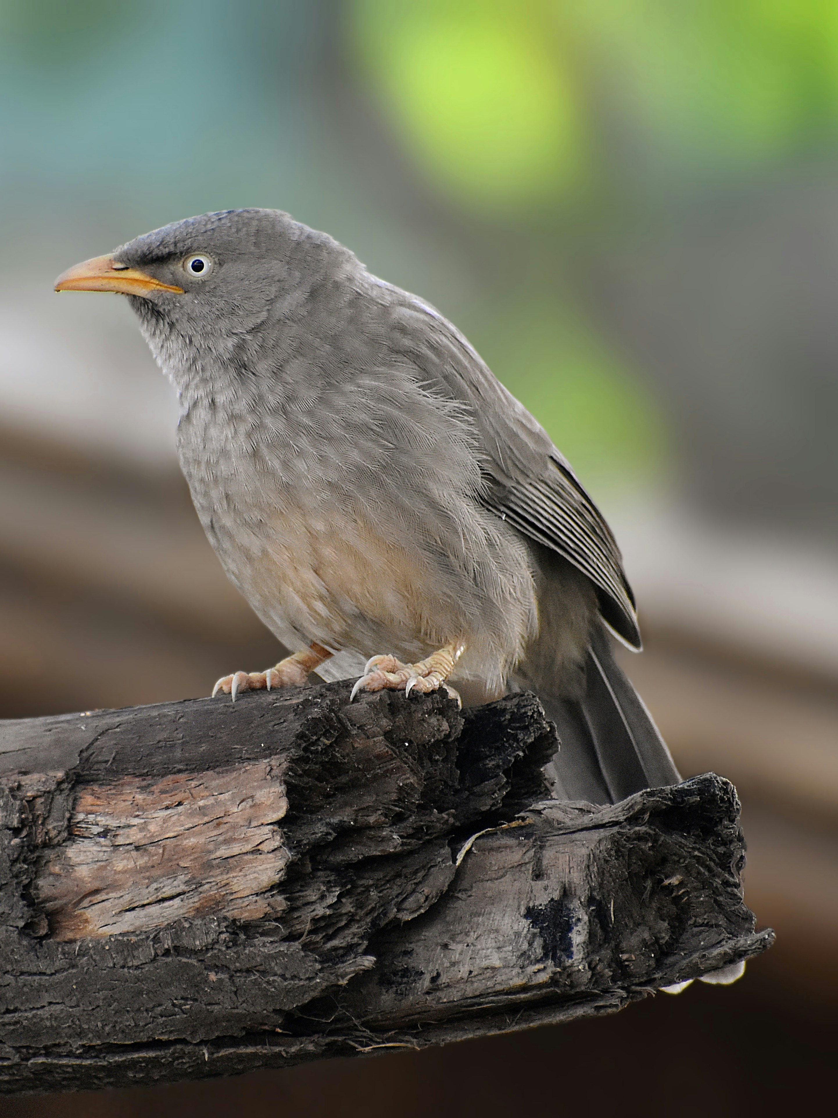 Gray Sparrow-Turned Beacon: Perched on Weathered Wood