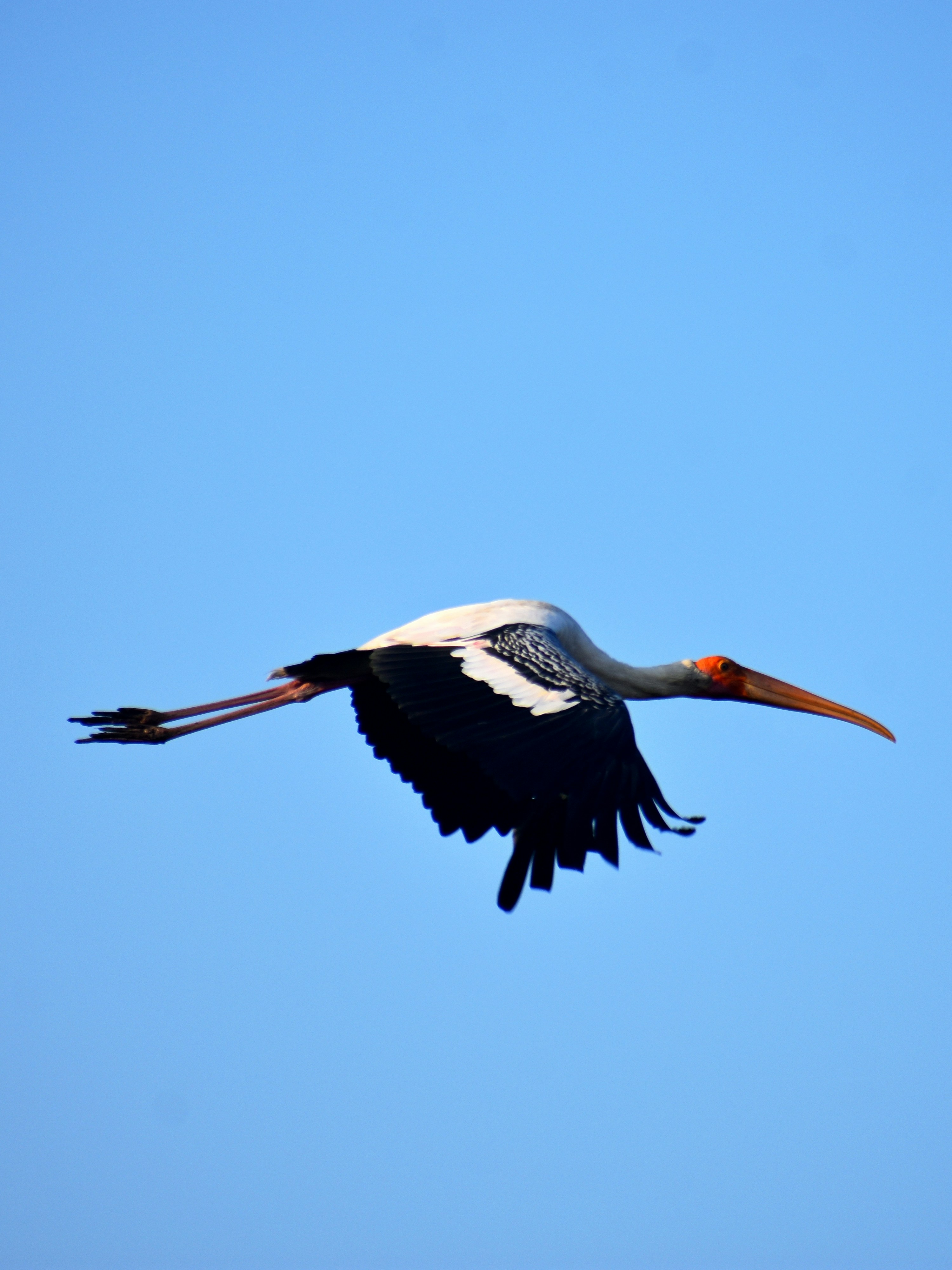 Azure Skies, Long-Beaked Flight