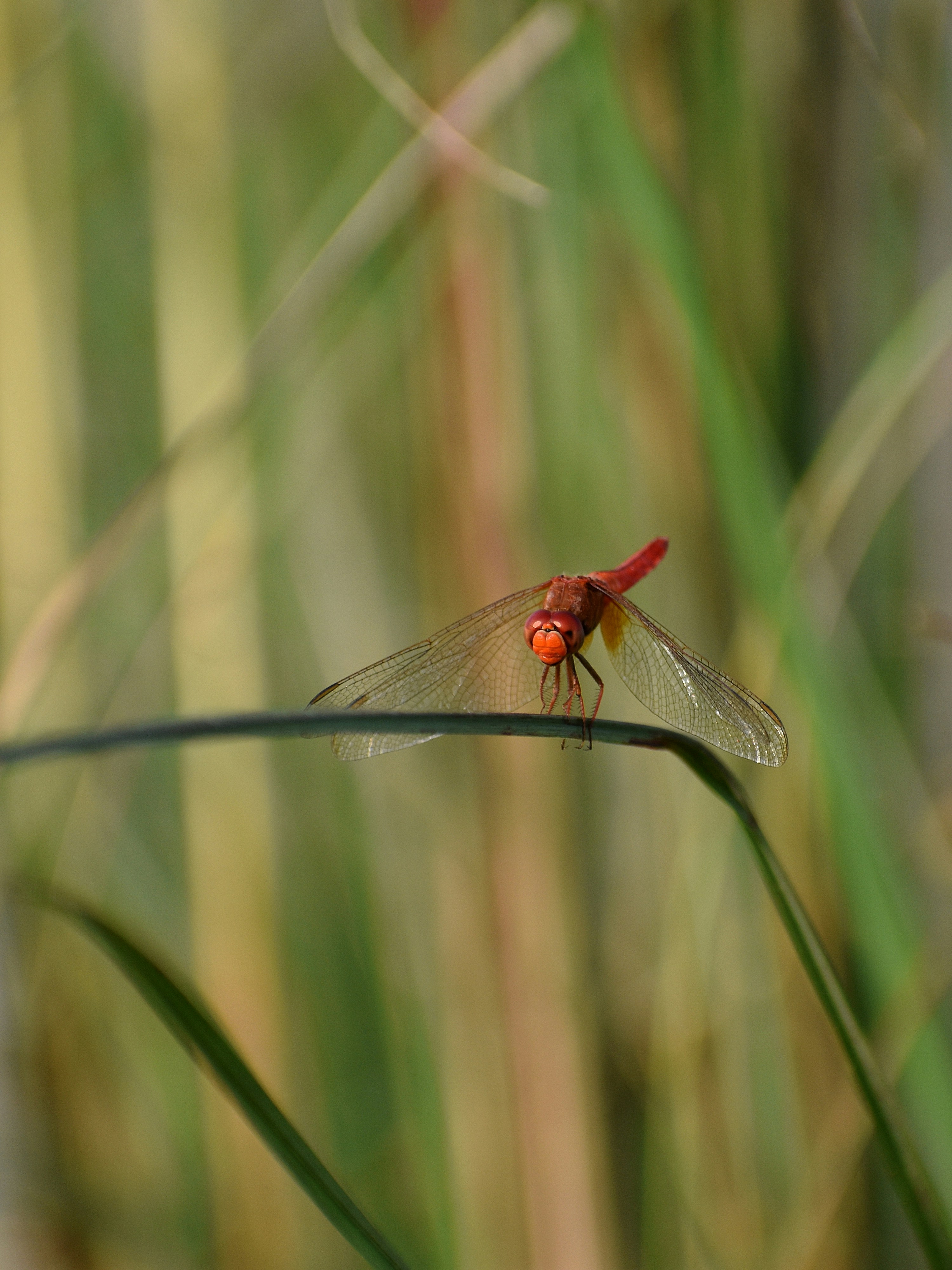 Red-Body Dragonfly on a Grass Blade
